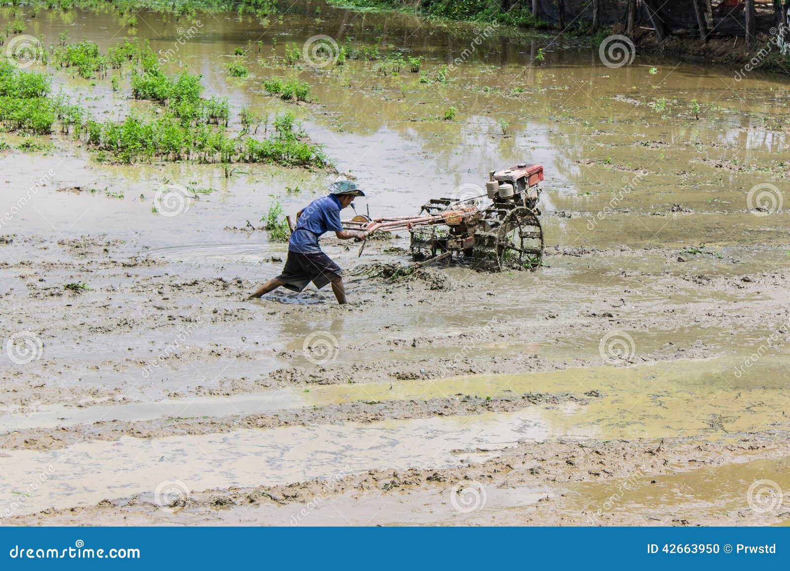 Asia Farmer Using Tiller Tractor in Rice Field Editorial Image - Image ...