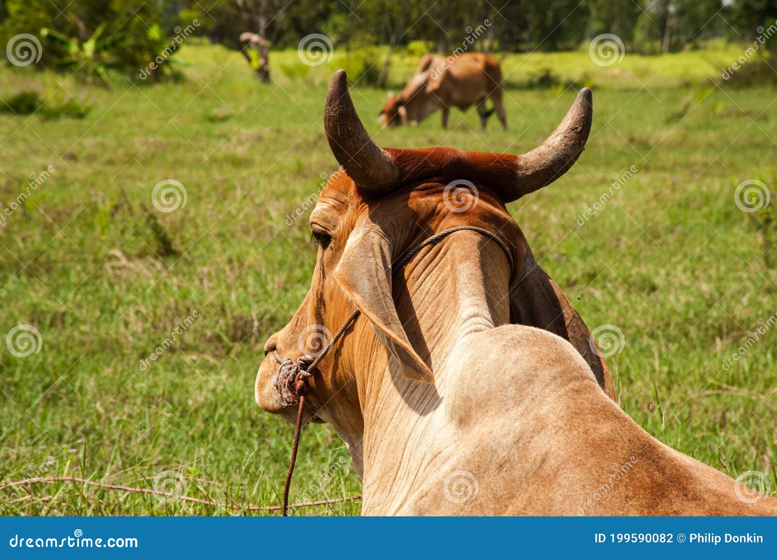 Asia Farming and Agriculture Stock Photo - Image of laotian, asian ...