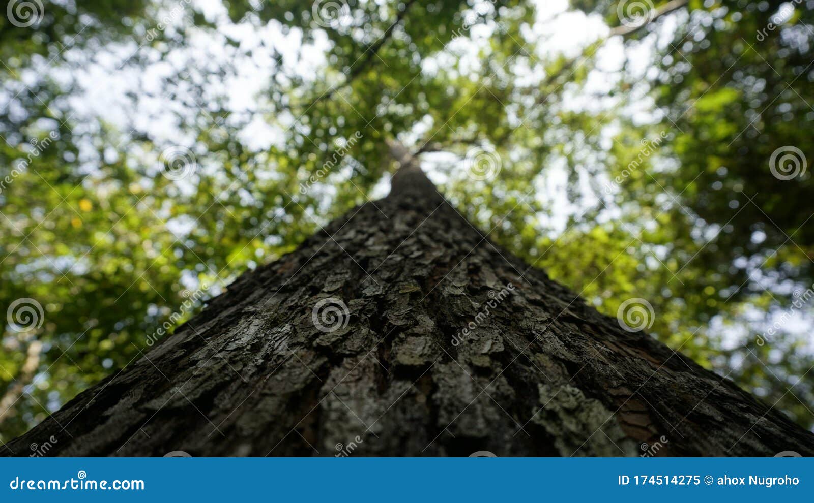 From above tree stock image. Image of female, kuta, nasional - 174514275