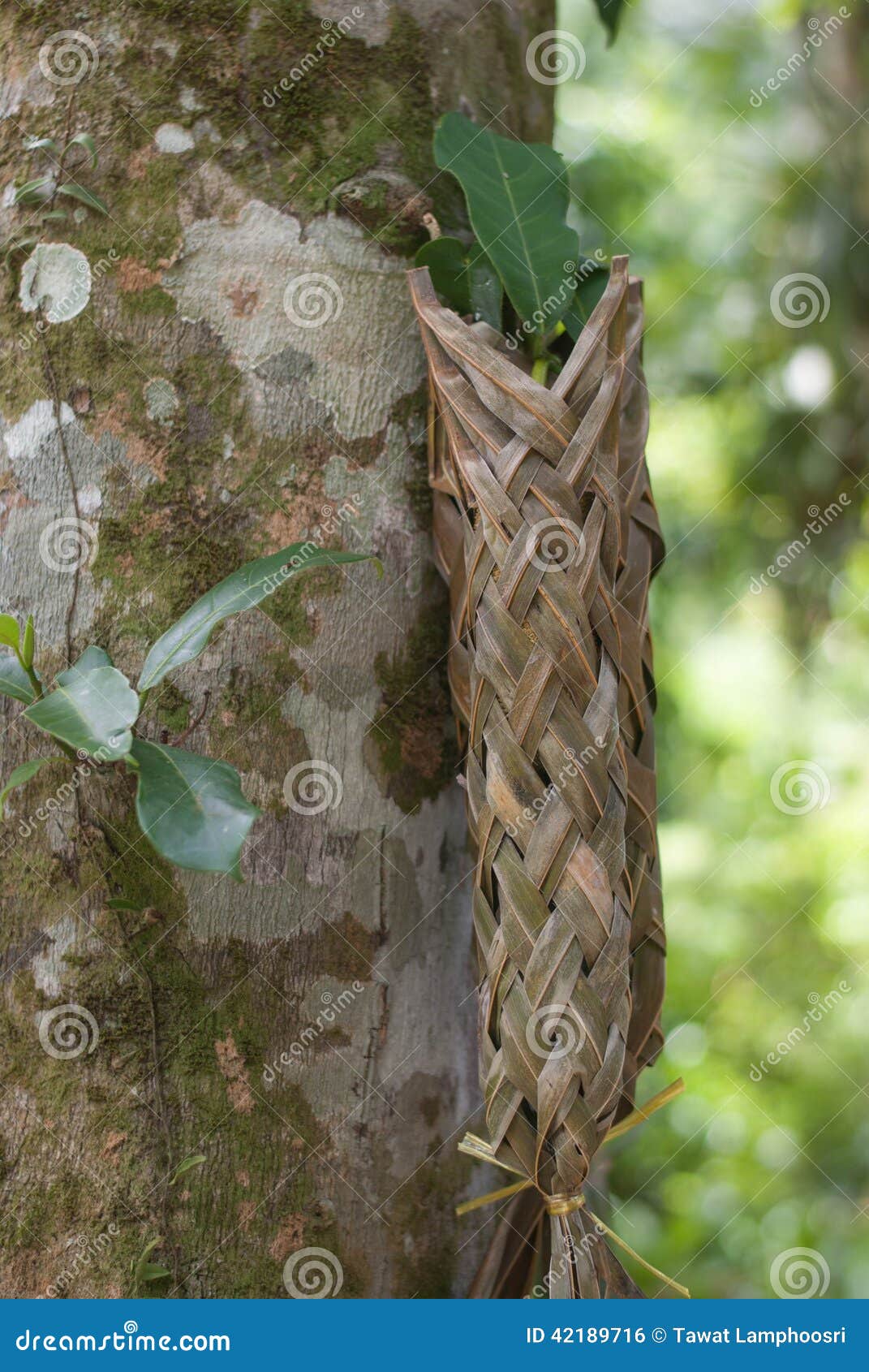 Cempedak Hangging Stock Photos - Free & Royalty-Free Stock Photos from ...