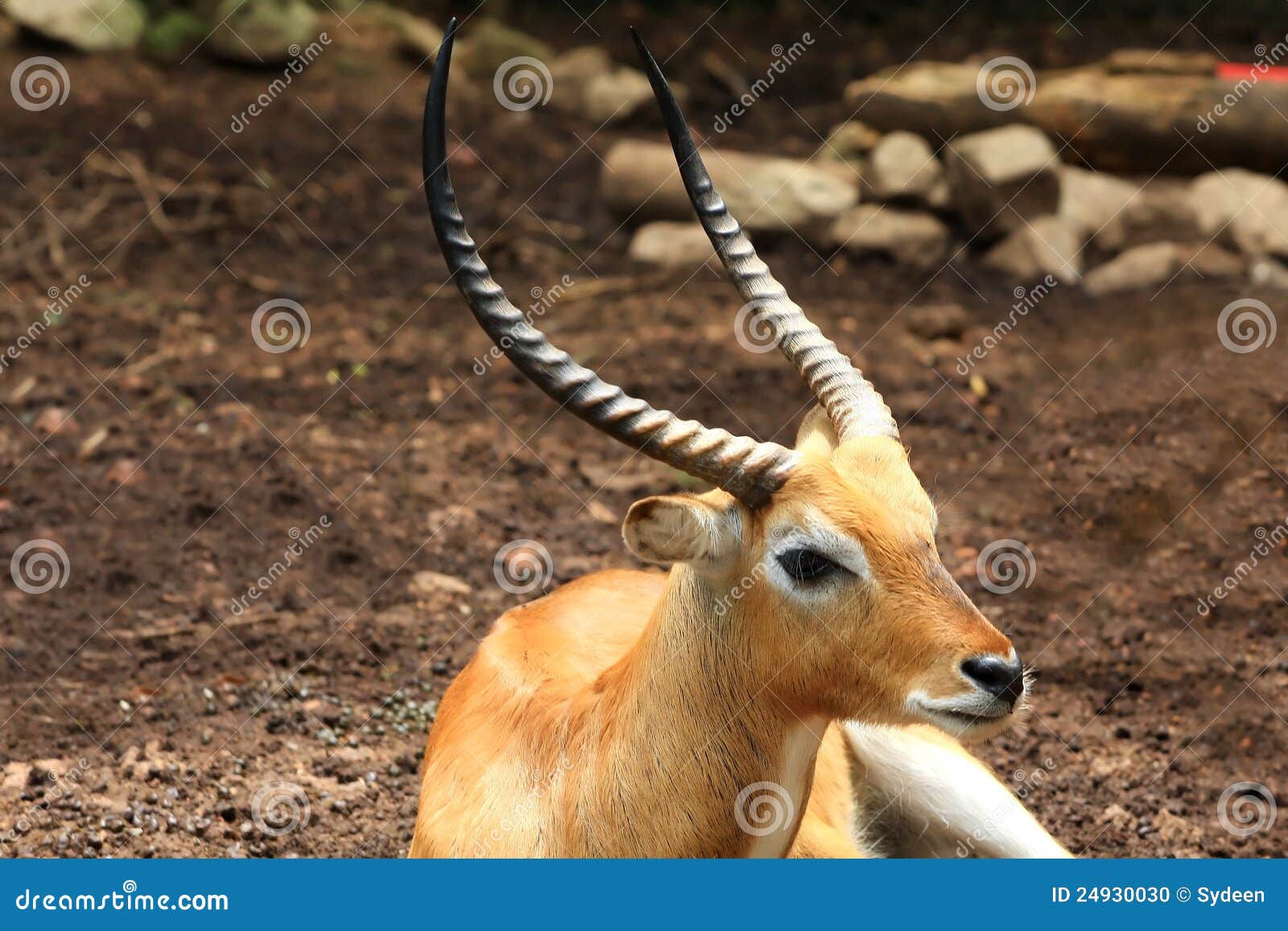 Asia ibex stock photo. Image of brown, stones, nature - 24930030