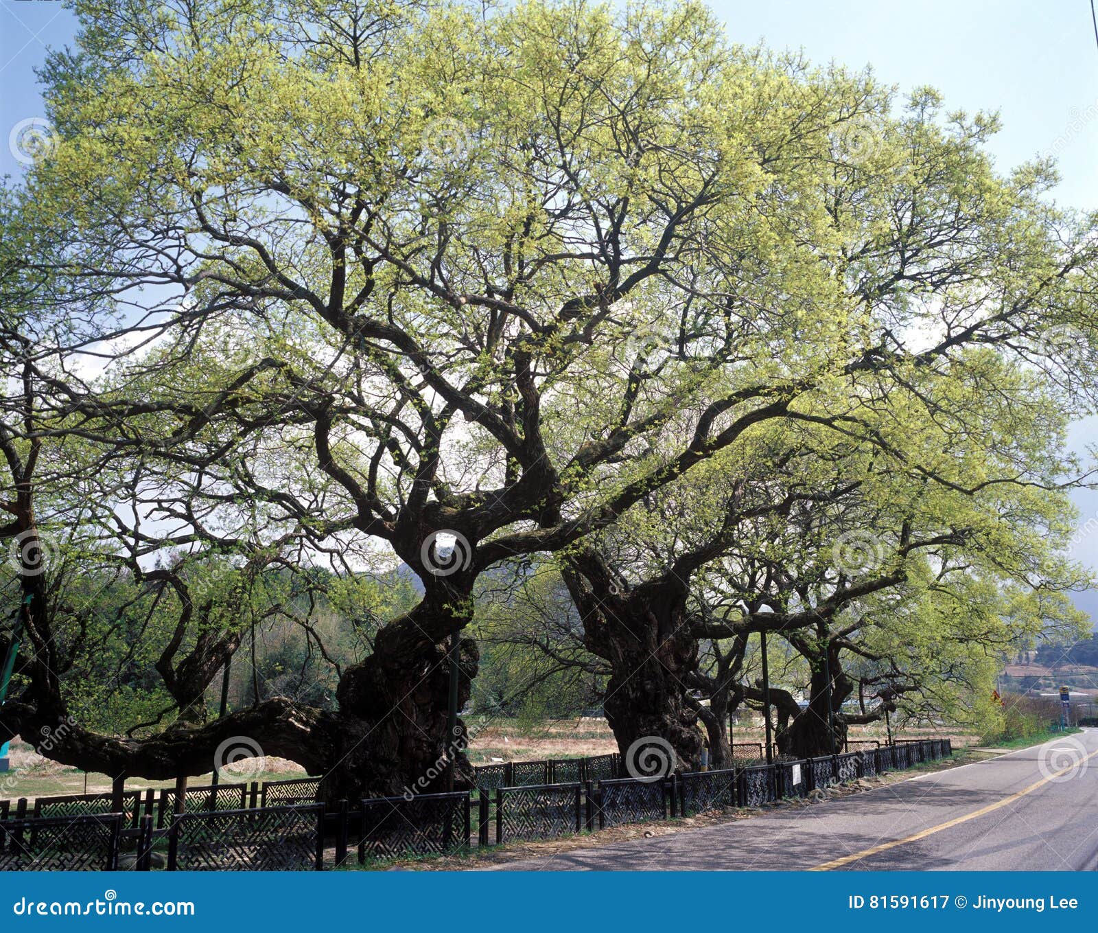 Asia Images stock image. Image of tree, thoroughfare - 81591617