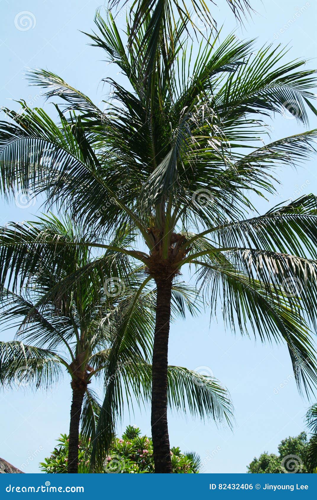 Asia stock photo. Image of nature, scenic, tree, indonesia - 82432406