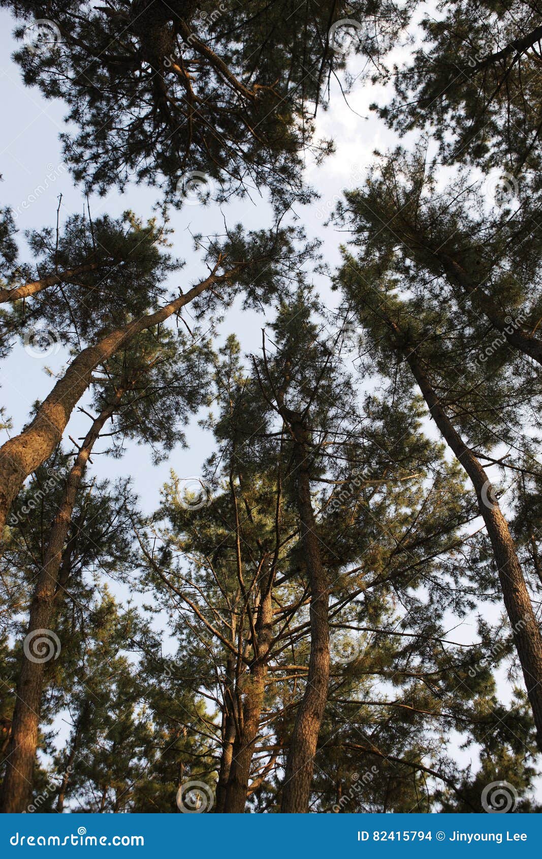 Asia stock photo. Image of branch, forest, trunk, woodland - 82415794