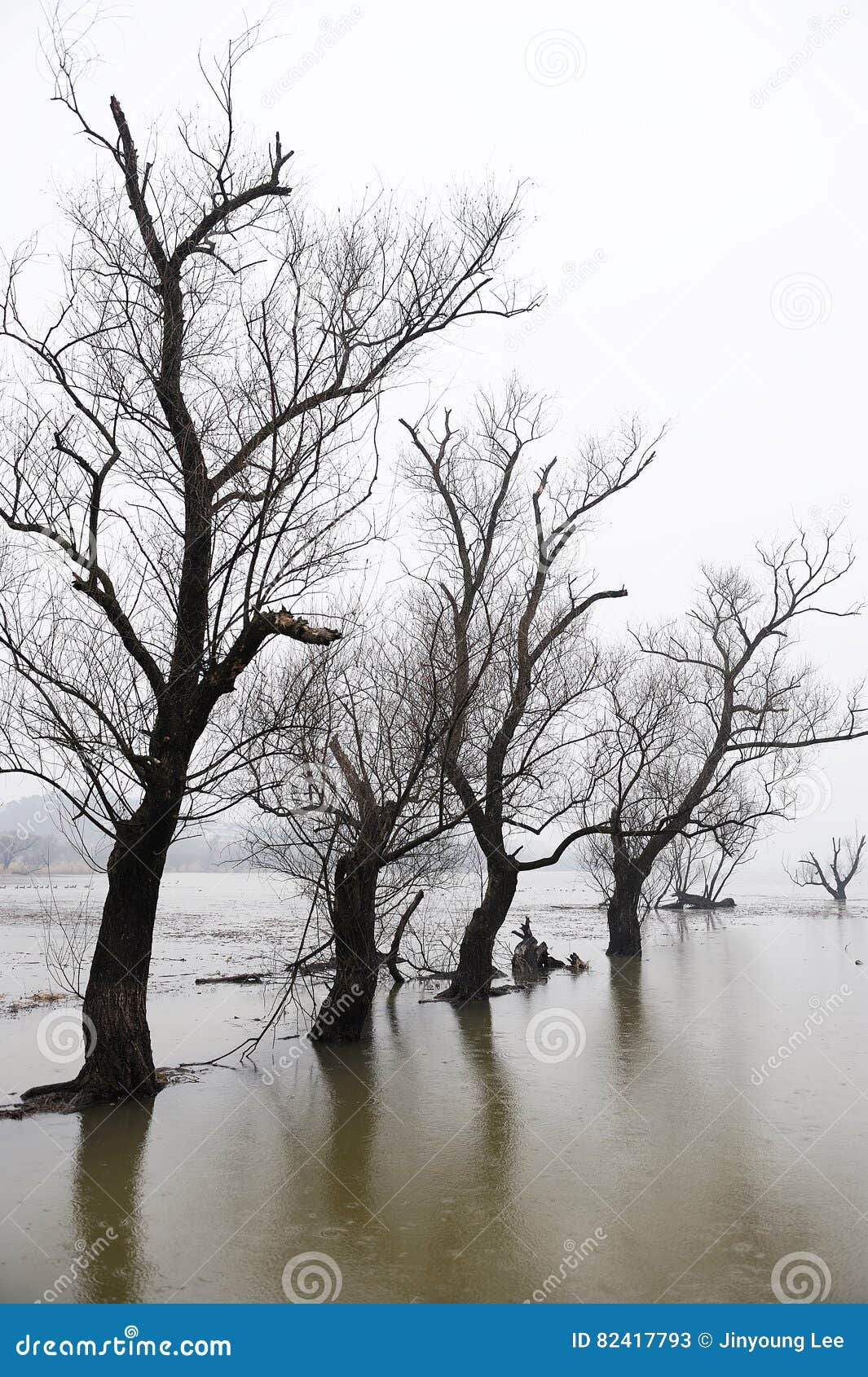 Asia stock image. Image of branch, calm, bank, scenic - 82417793