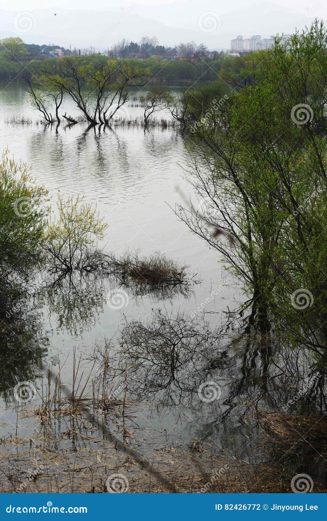 Asia stock photo. Image of water, swamp, asia, marsh - 82426772