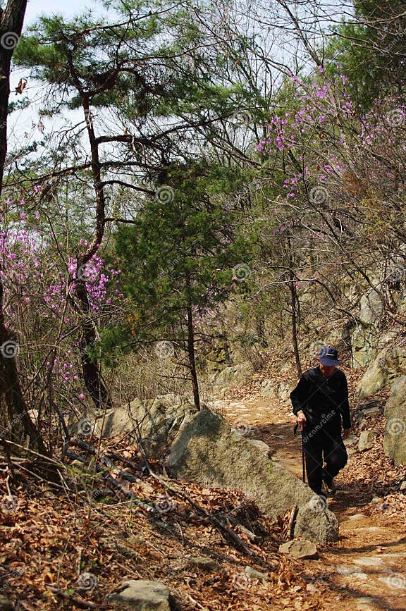 Asia editorial photography. Image of azalea, people, journey - 82435442
