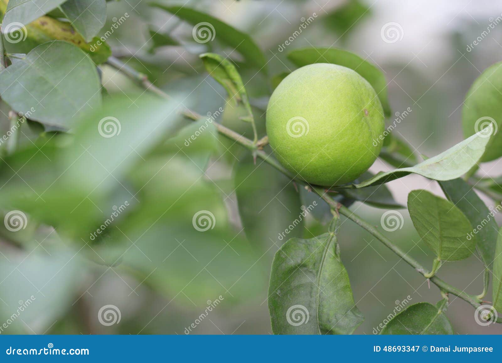 Asia lemon tree stock image. Image of food, asia, garden - 48693347