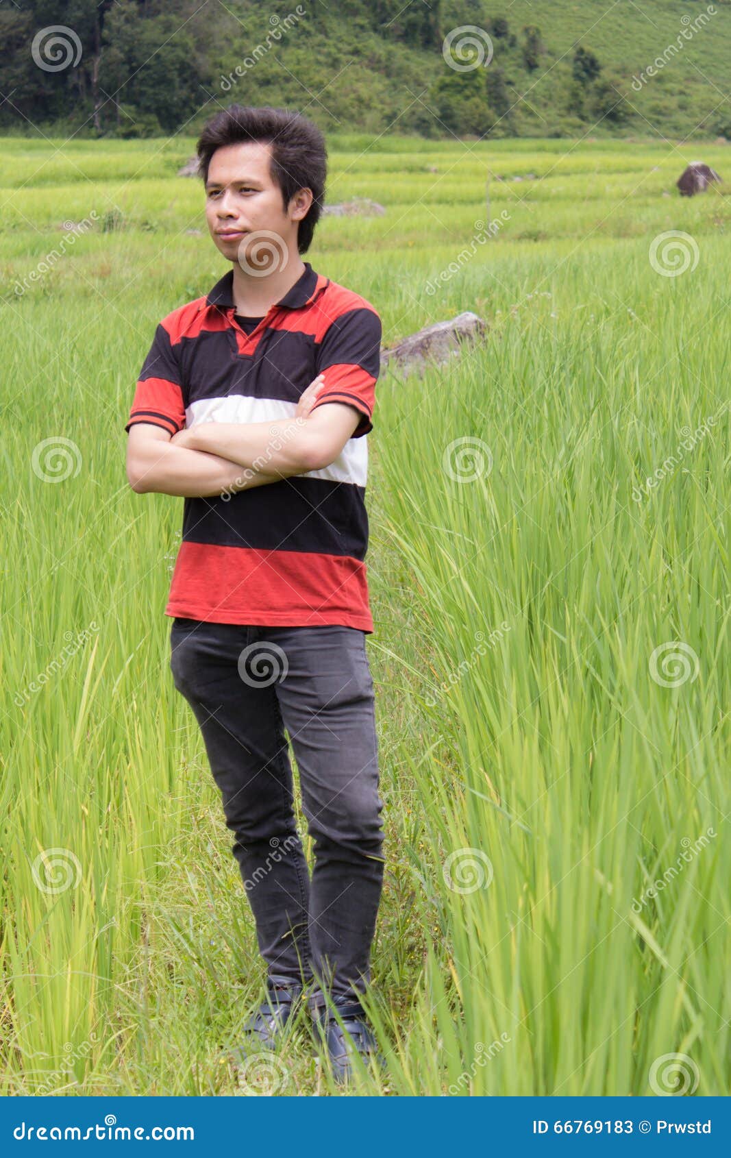 Asia man in rice field stock image. Image of black, male - 66769183