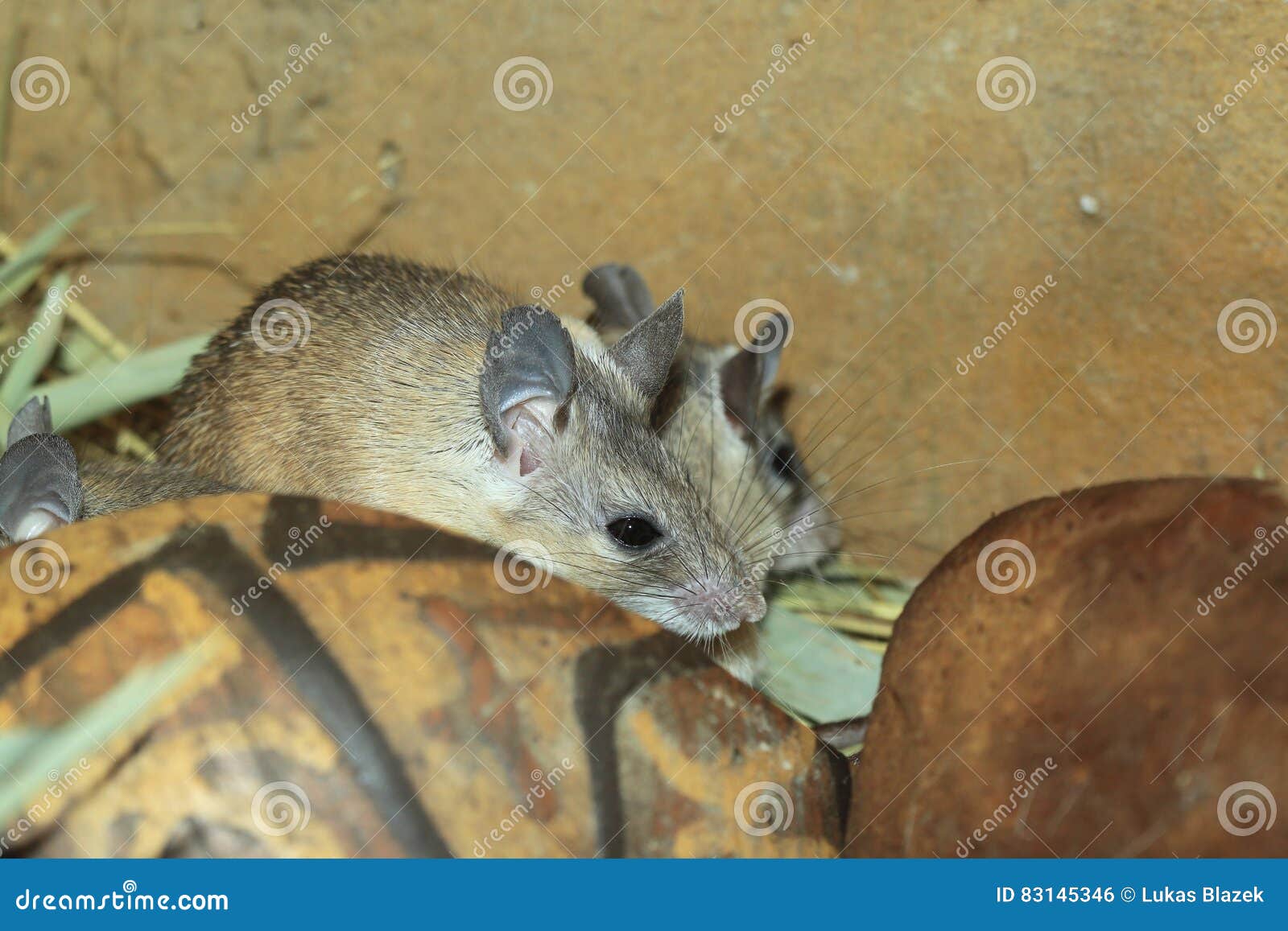 Asia Minor spiny mouse stock photo. Image of mammal, cilicicus - 83145346