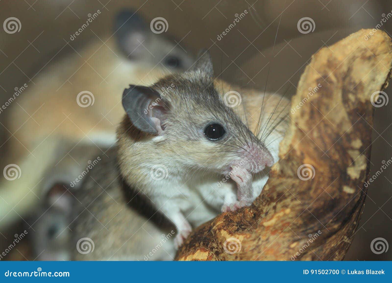 Asia minor spiny mouse stock photo. Image of rodent, nature - 91502700