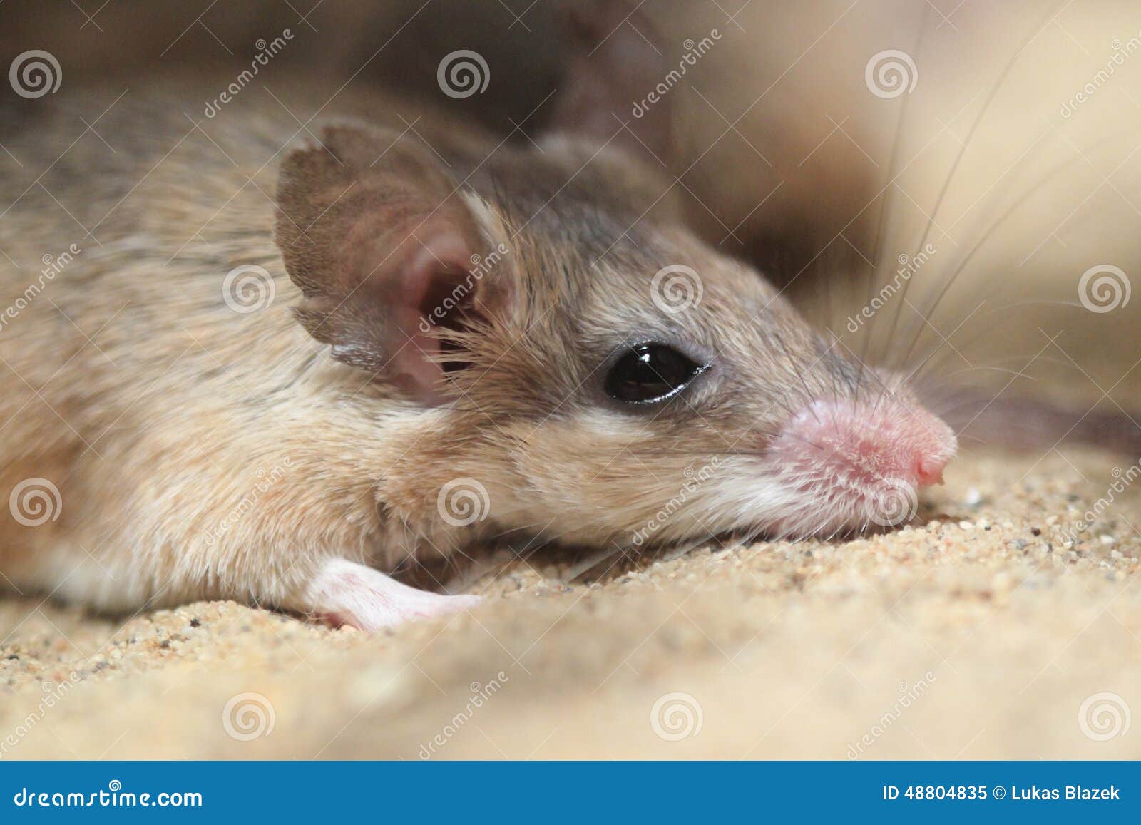 Asia Minor spiny mouse stock image. Image of turkey, rodent - 48804835