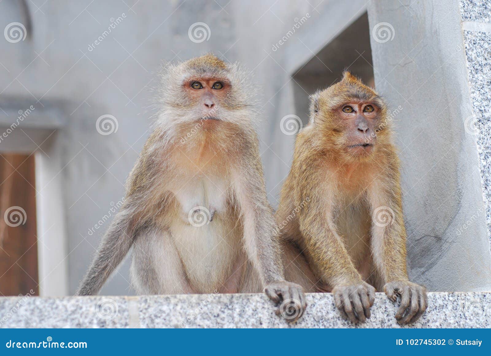Asia Monkey stock photo. Image of temple, asia, tourism - 102745302