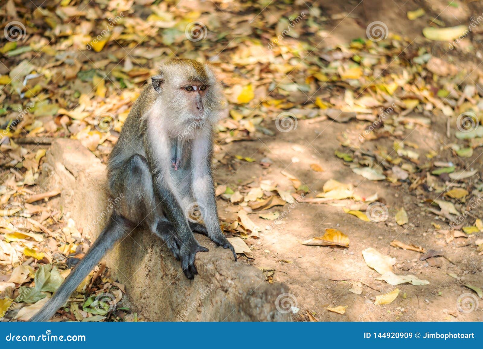 Asia monkey wildlife stock image. Image of face, hanging - 144920909