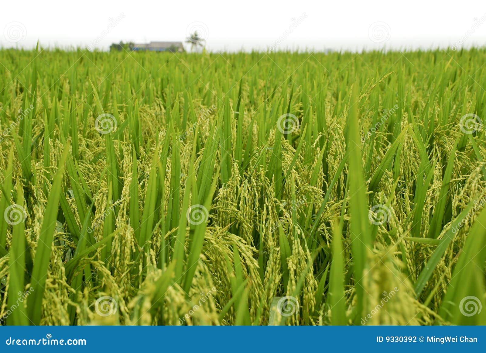 Asia Paddy Field Series 4 stock photo. Image of green - 9330392