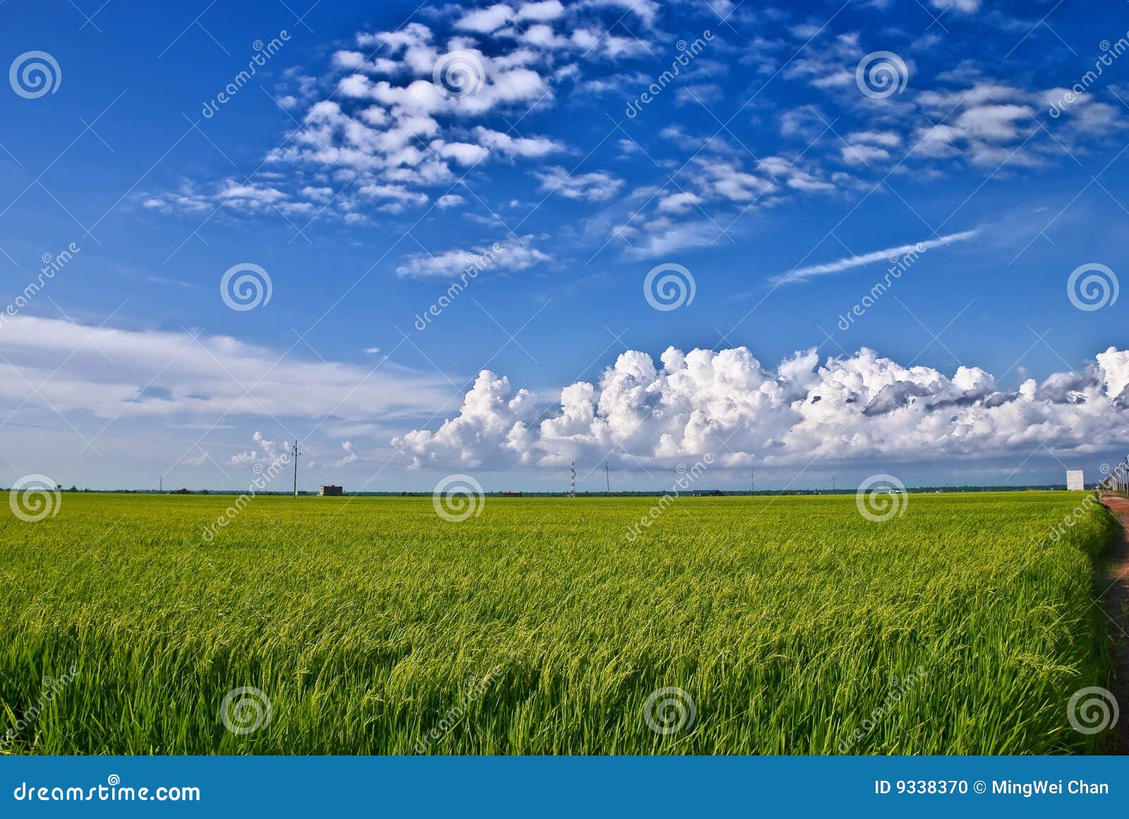 Asia Paddy Field Series 6 stock photo. Image of home, agriculture - 9338370