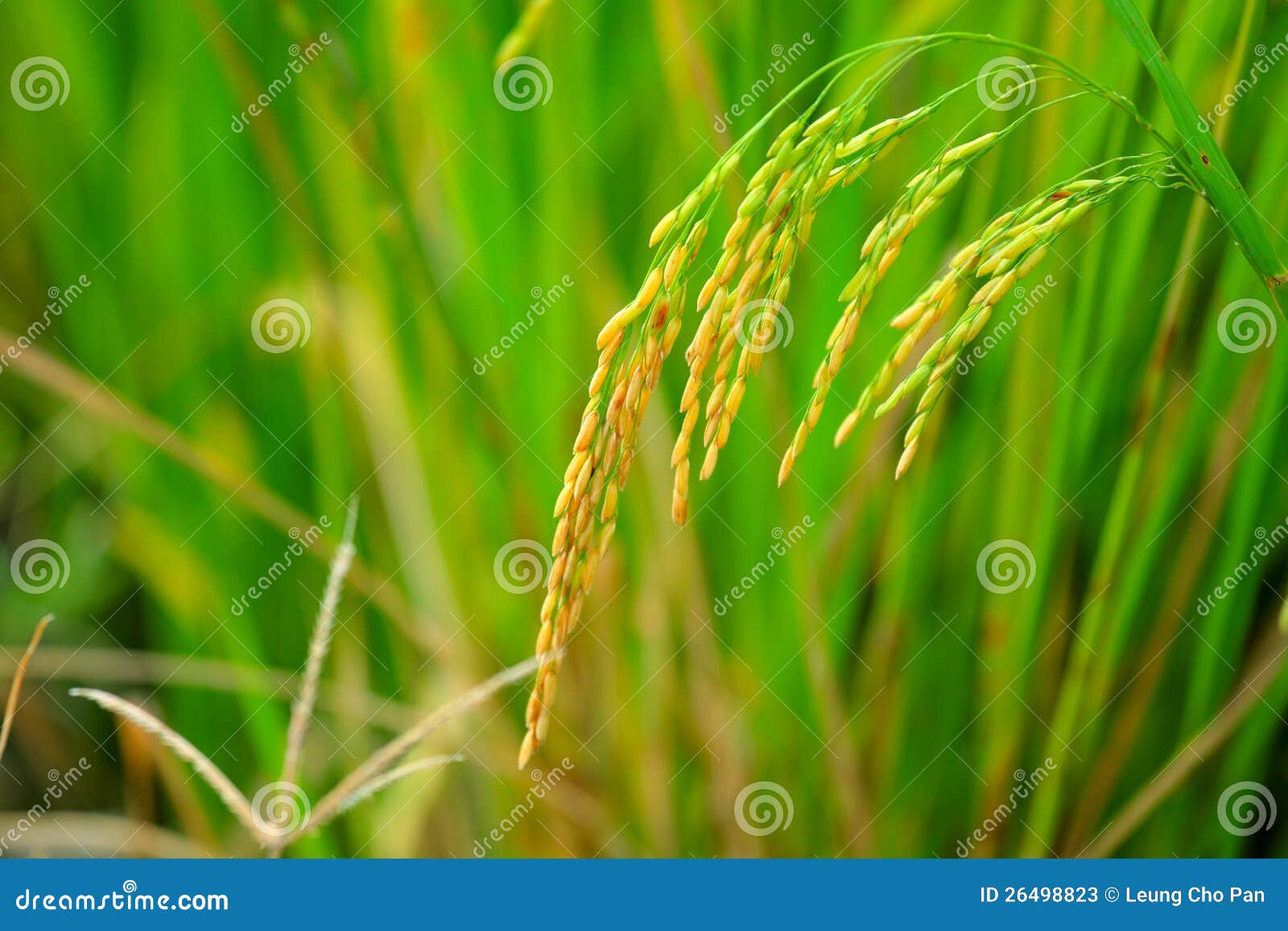 Asia paddy rice stock image. Image of farmer, asian, cultivation - 26498823