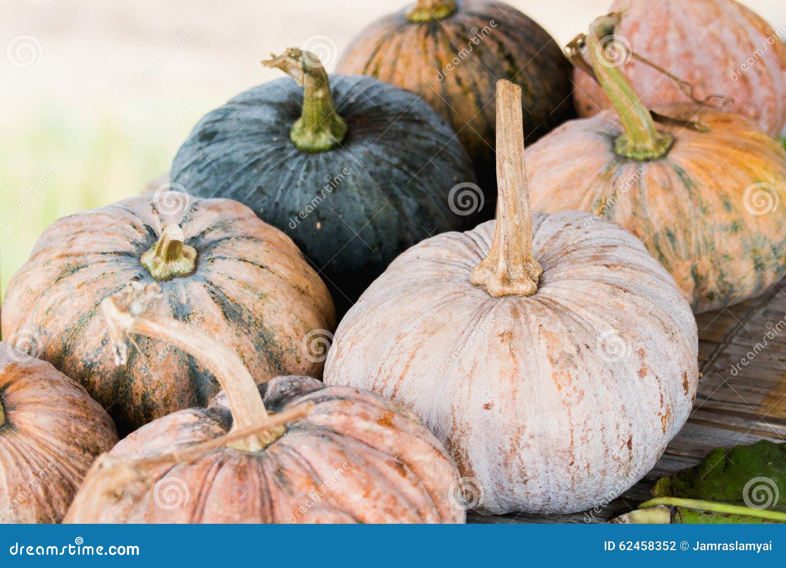 Asia pumpkins stock photo. Image of pumpkin, plant, diet - 62458352