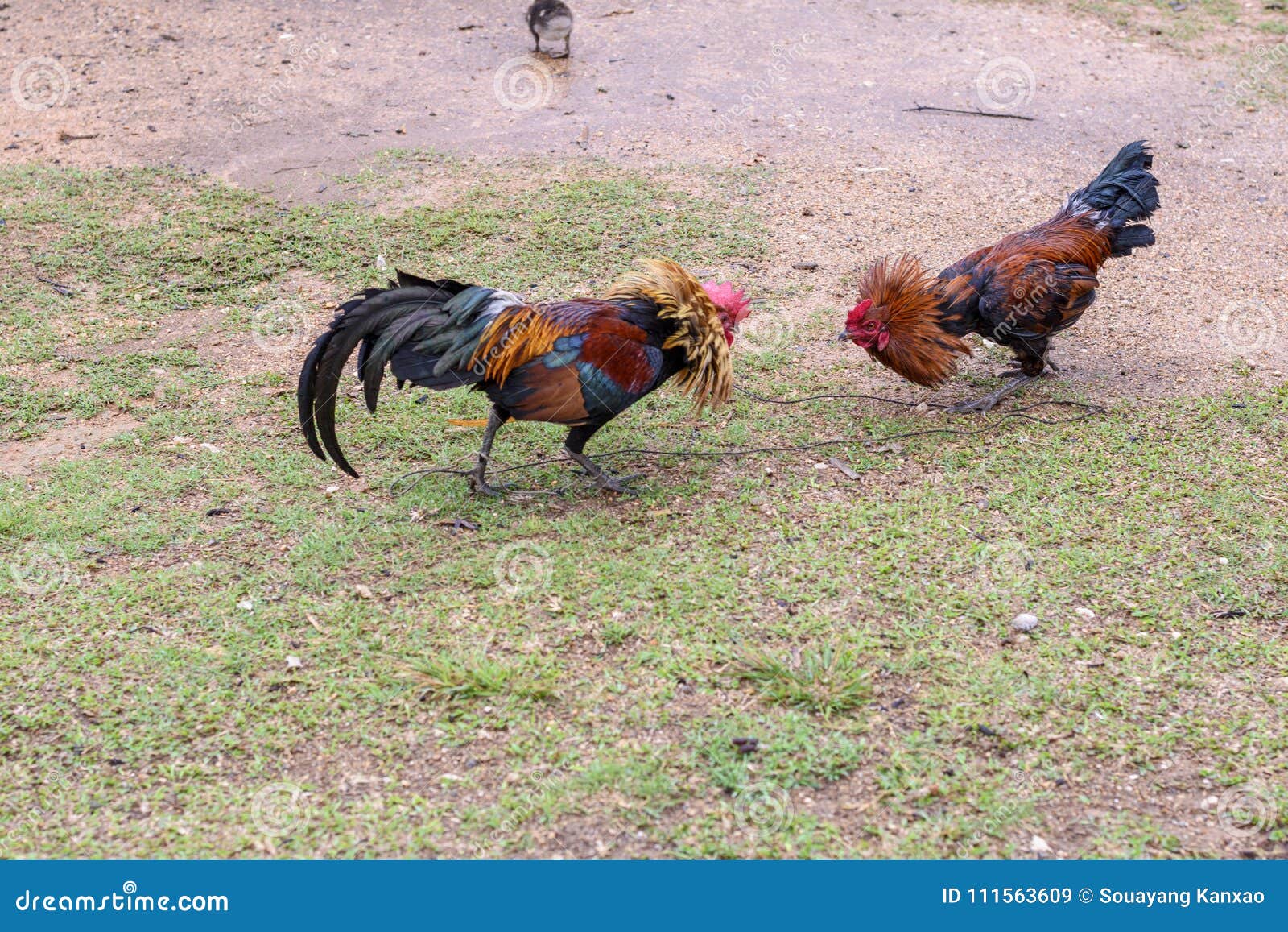 Asia rooter fight stock image. Image of chicken, flock - 111563609