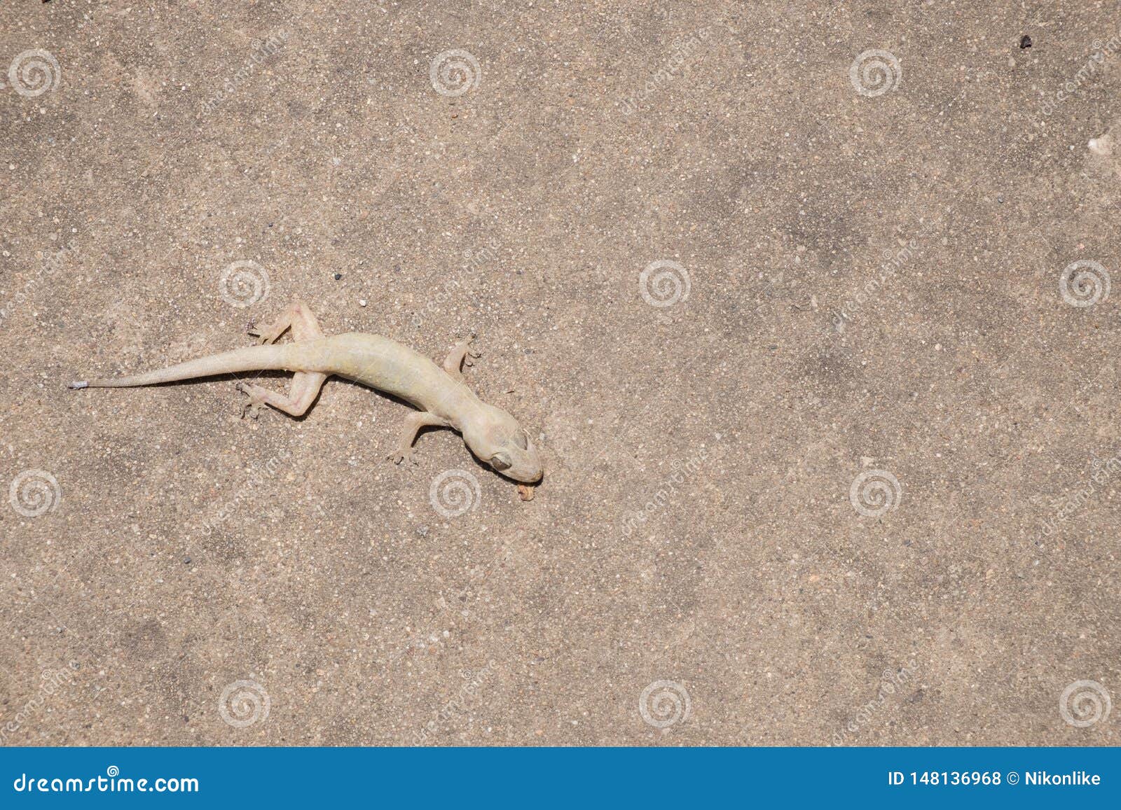 Asia small dead lizard stock photo. Image of lizard - 148136968