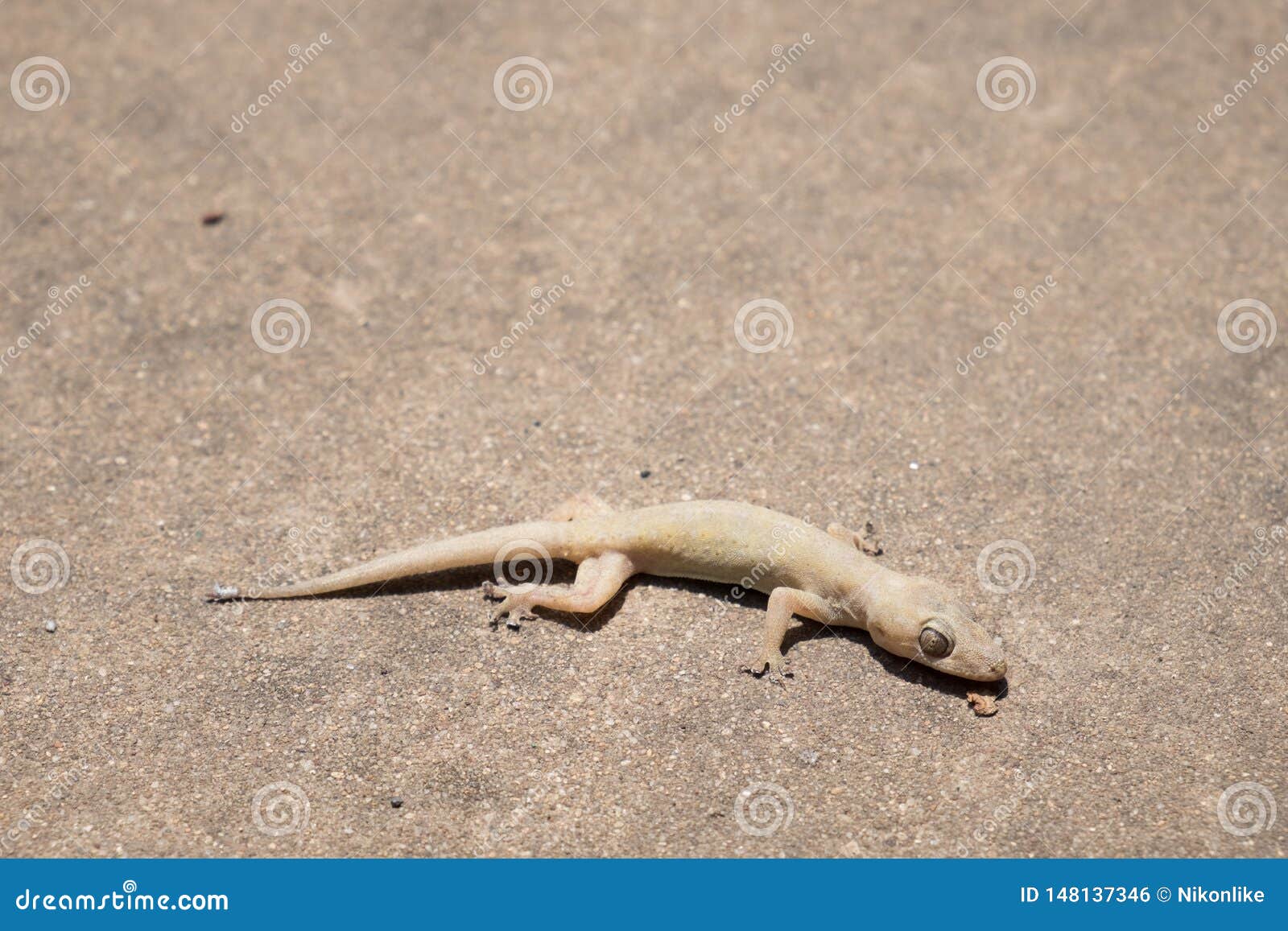 Asia small dead lizard stock photo. Image of bone, fossil - 148137346