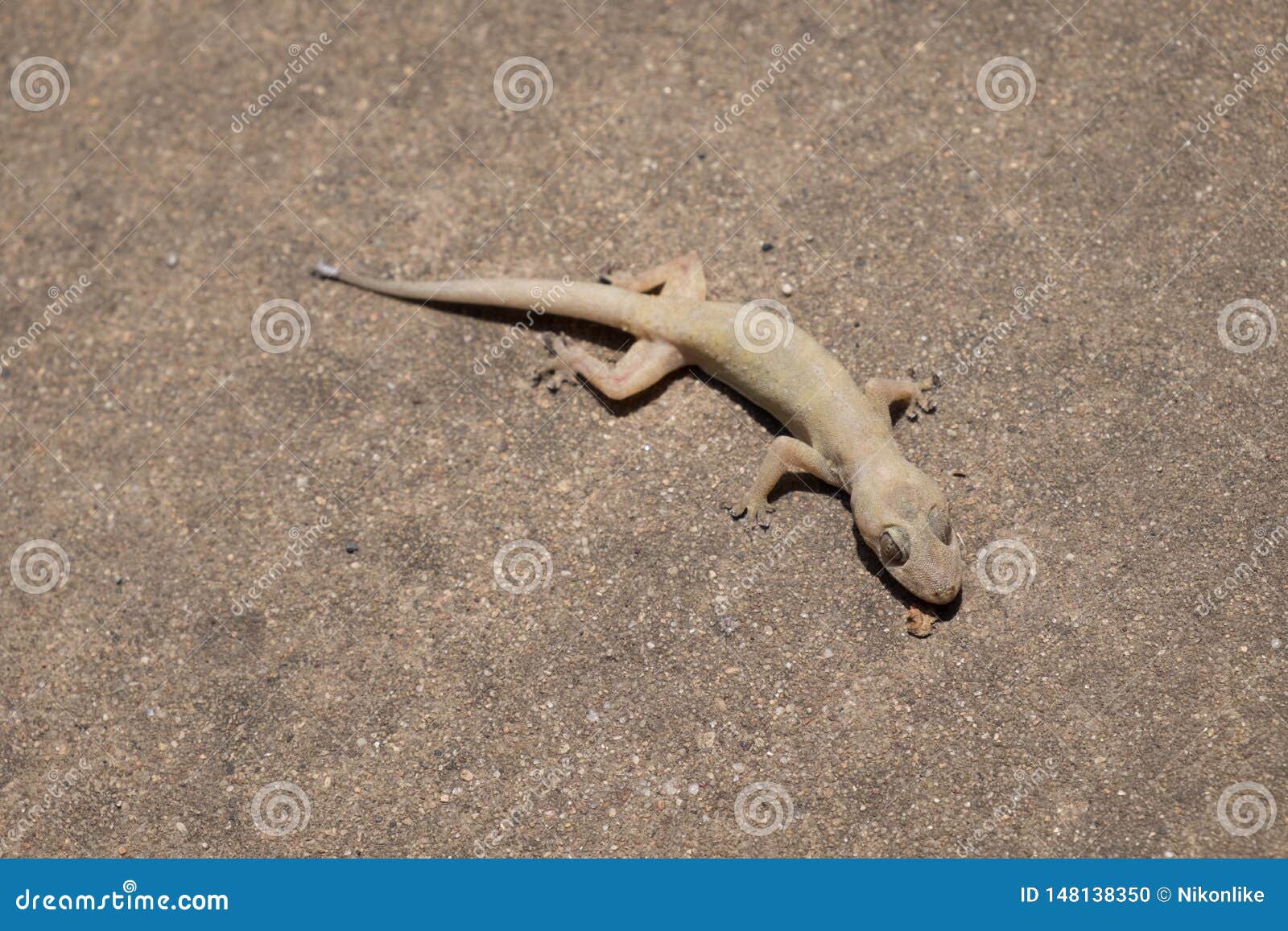Asia small dead lizard stock photo. Image of fossil - 148138350