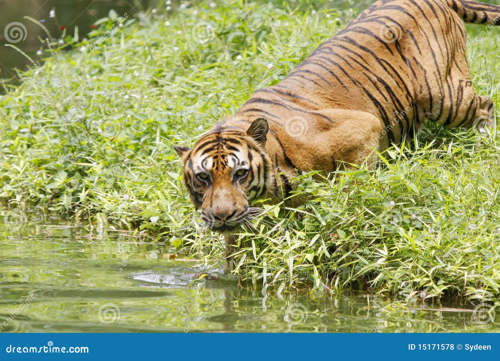 Asia tiger stock photo. Image of face, carnivore, africa - 15171578