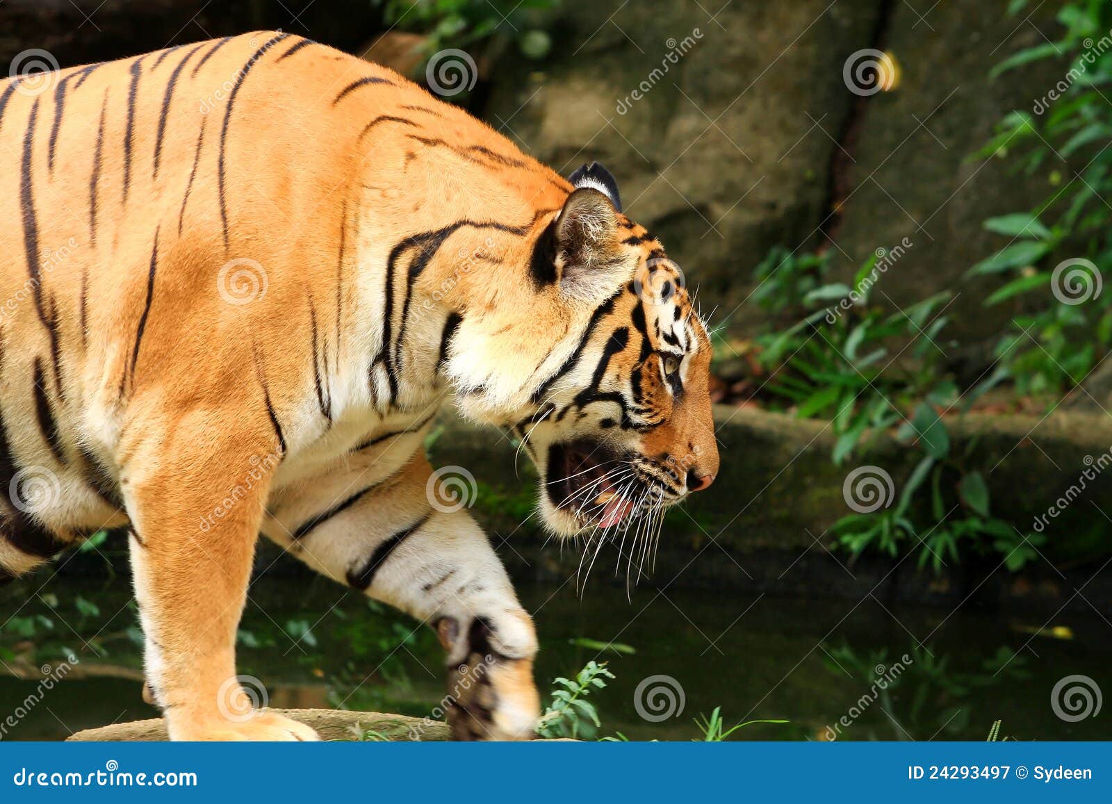 Asia tiger stock image. Image of tigris, body, beast - 24293497
