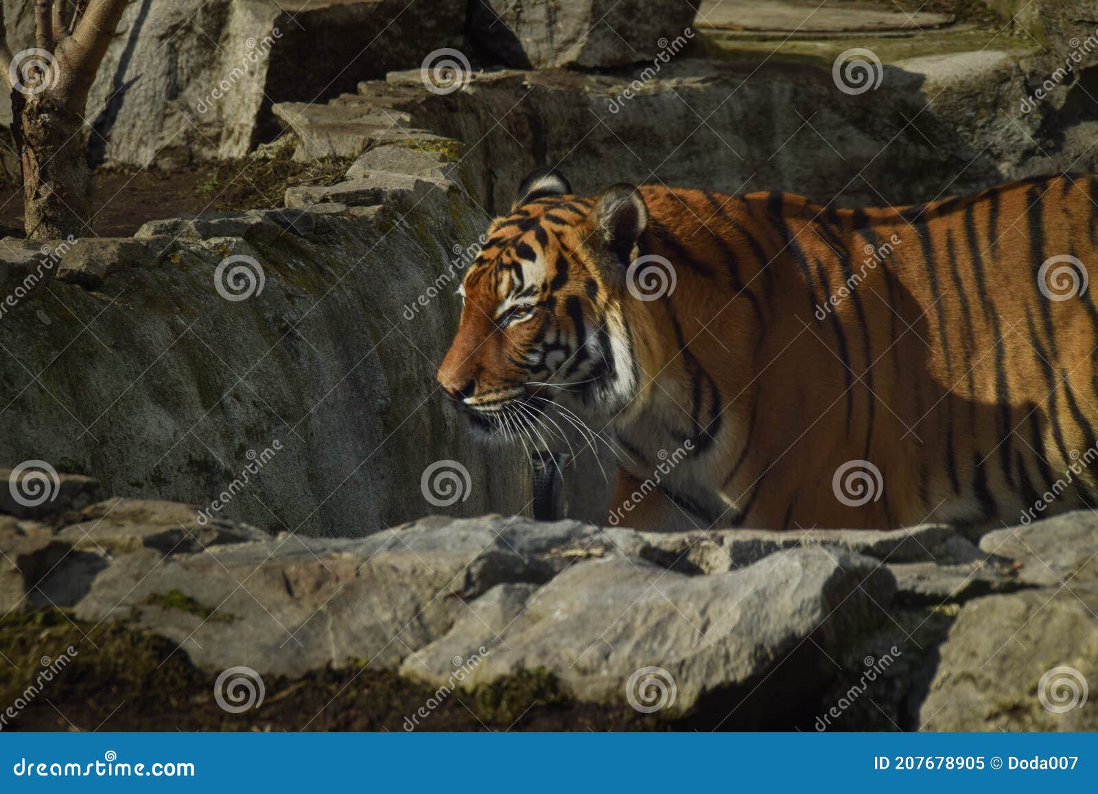An Asia Tiger is Going in His Habitat Stock Image - Image of mammal ...