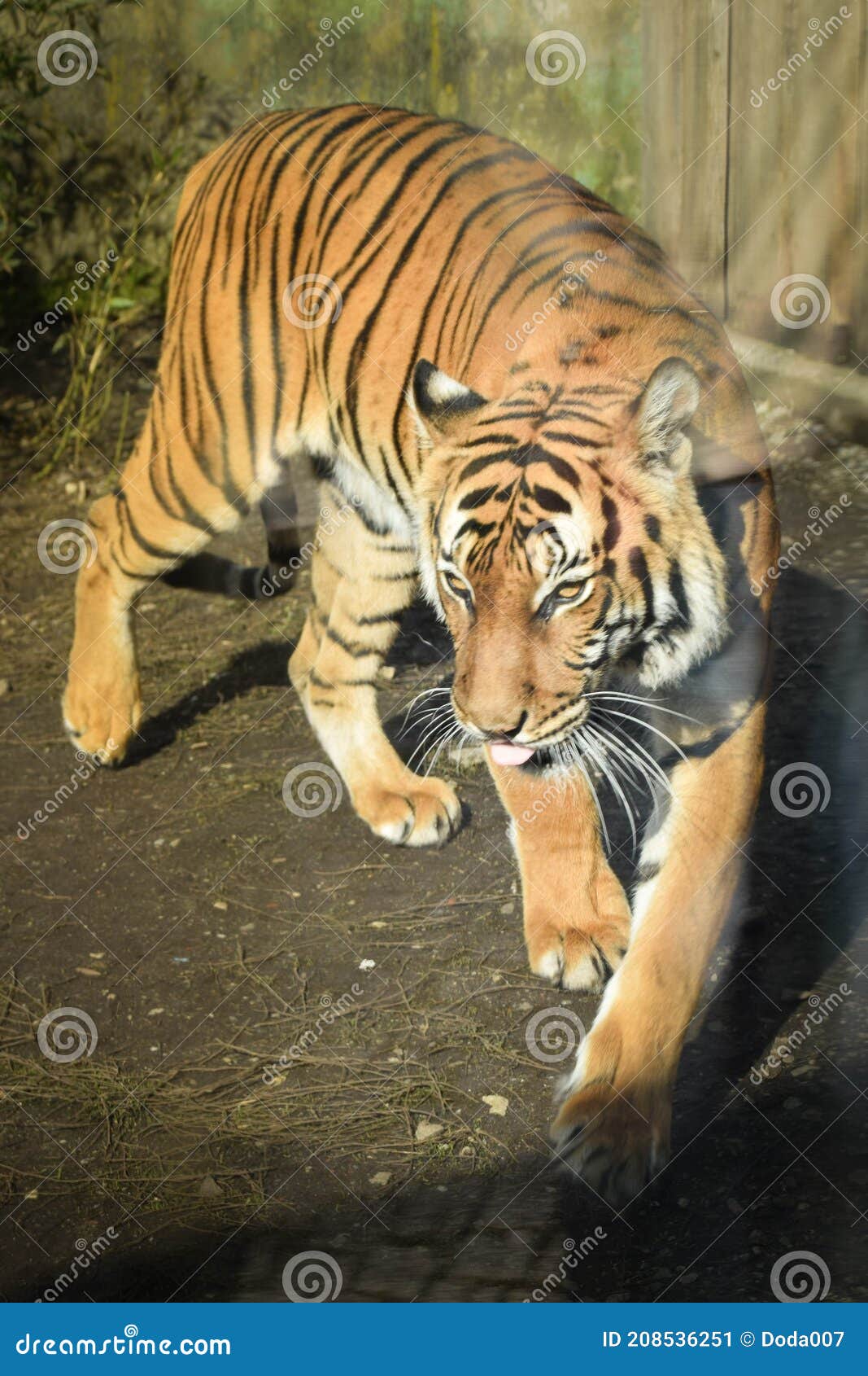 An Asia Tiger is Going in His Habitat Stock Image - Image of animal ...