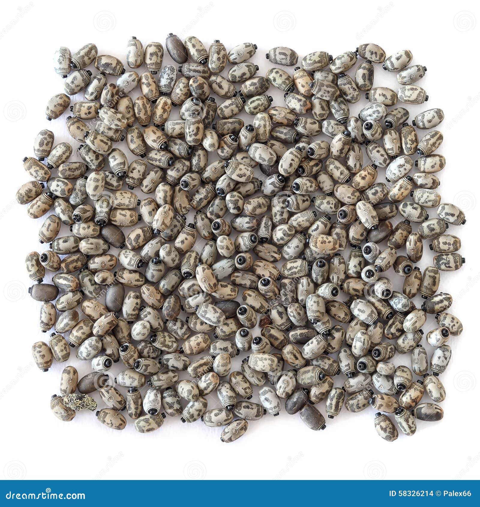 Asia walking stick stock photo. Image of chew, imago - 58326214