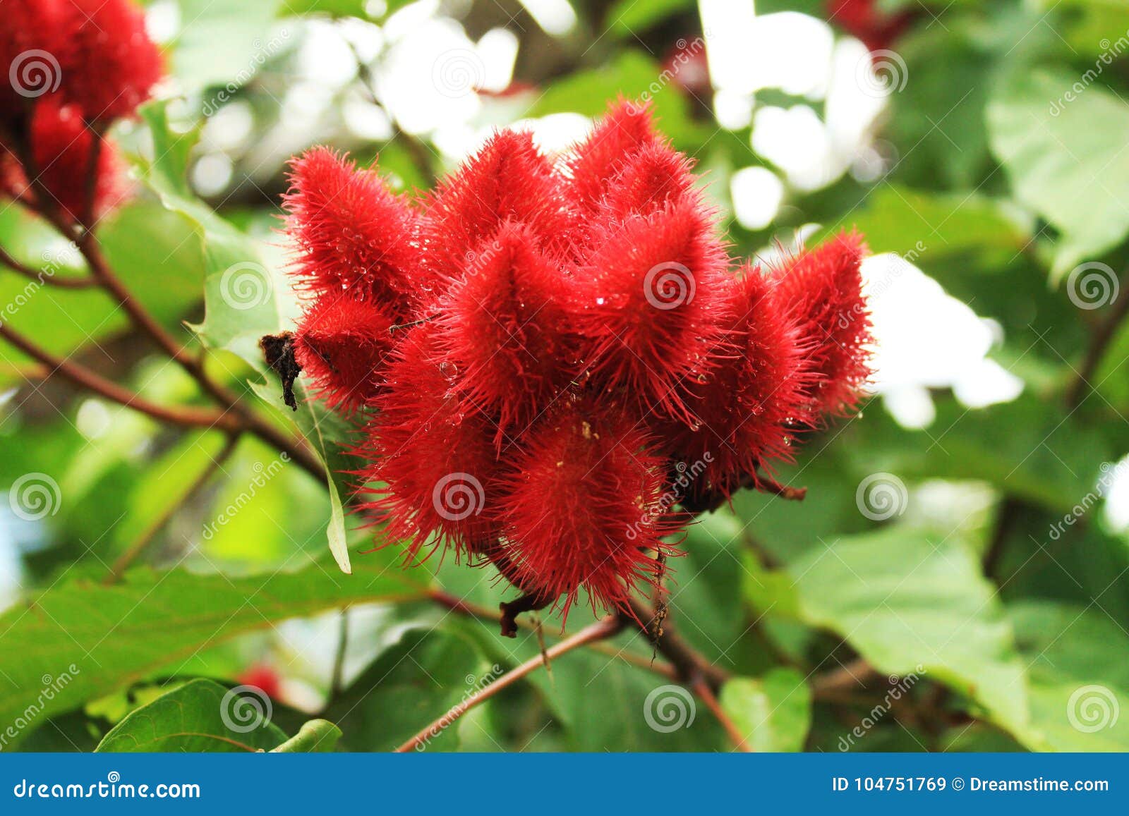 Asian Achuete Stock Photos - Free & Royalty-Free Stock Photos from ...