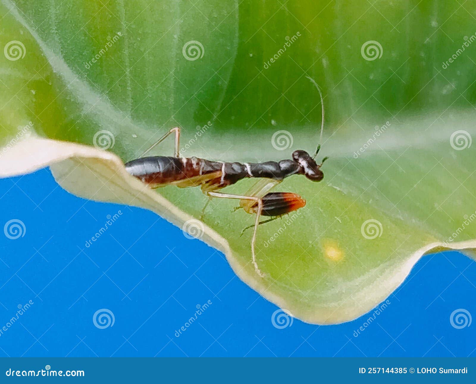Asian Ant Grasshopper & X28;Odontomantis Planiceps& X29; on a Green ...