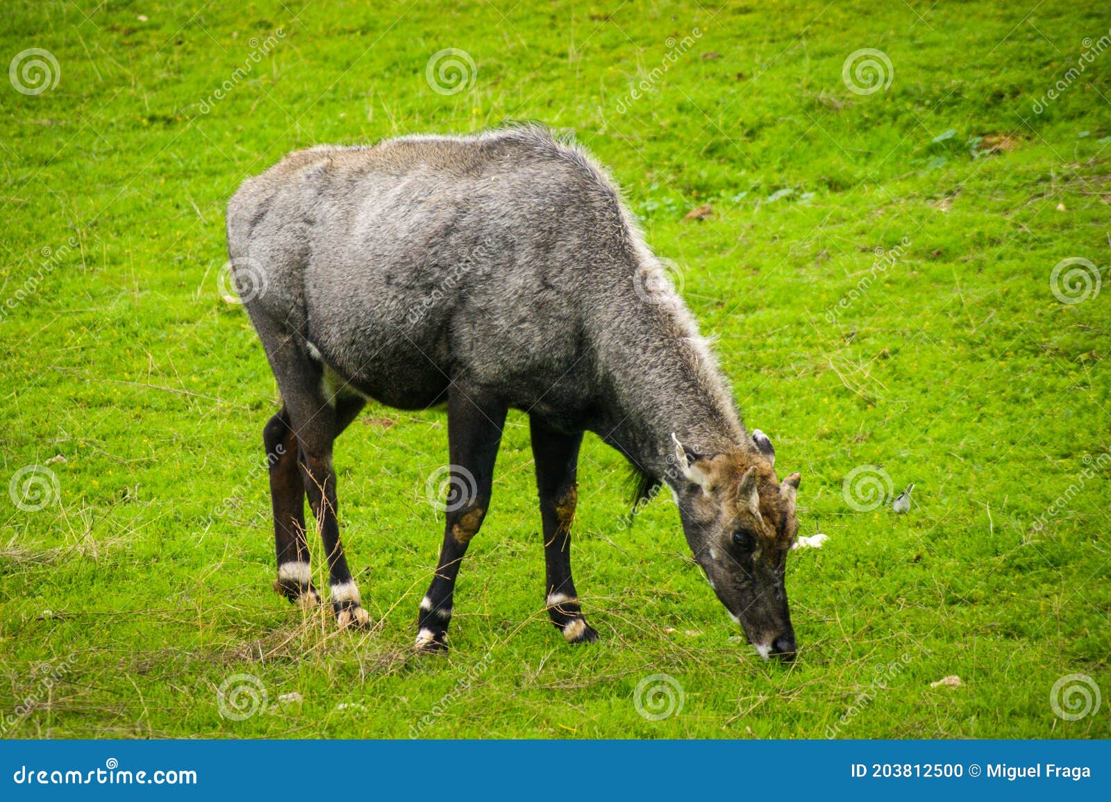 Asian Antelope Standing in the Grass Stock Photo - Image of wilderness ...