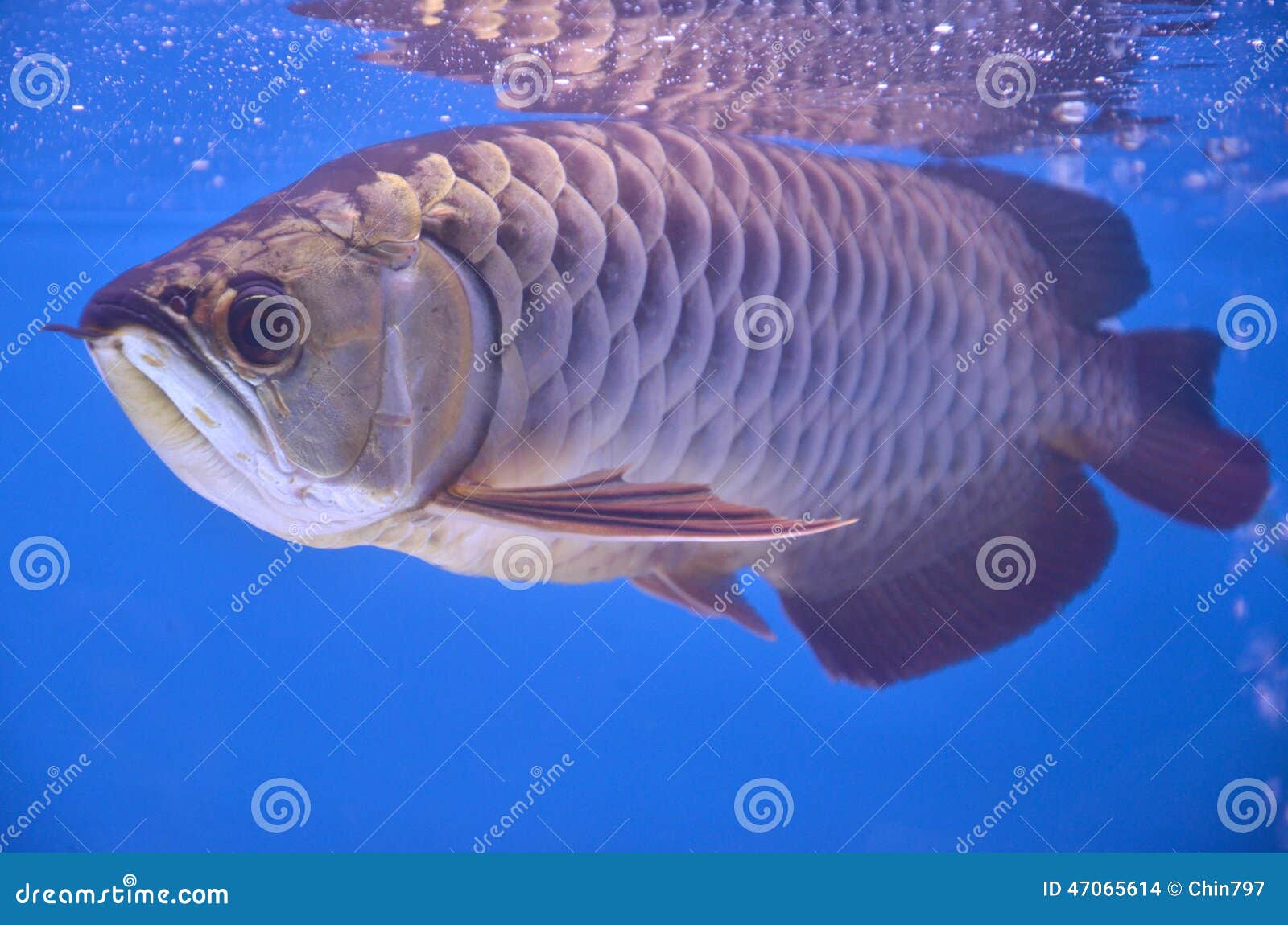 The Asian Arowana, Asian Bonytongue, Golden Arowana, Golden Dragon Fish ...