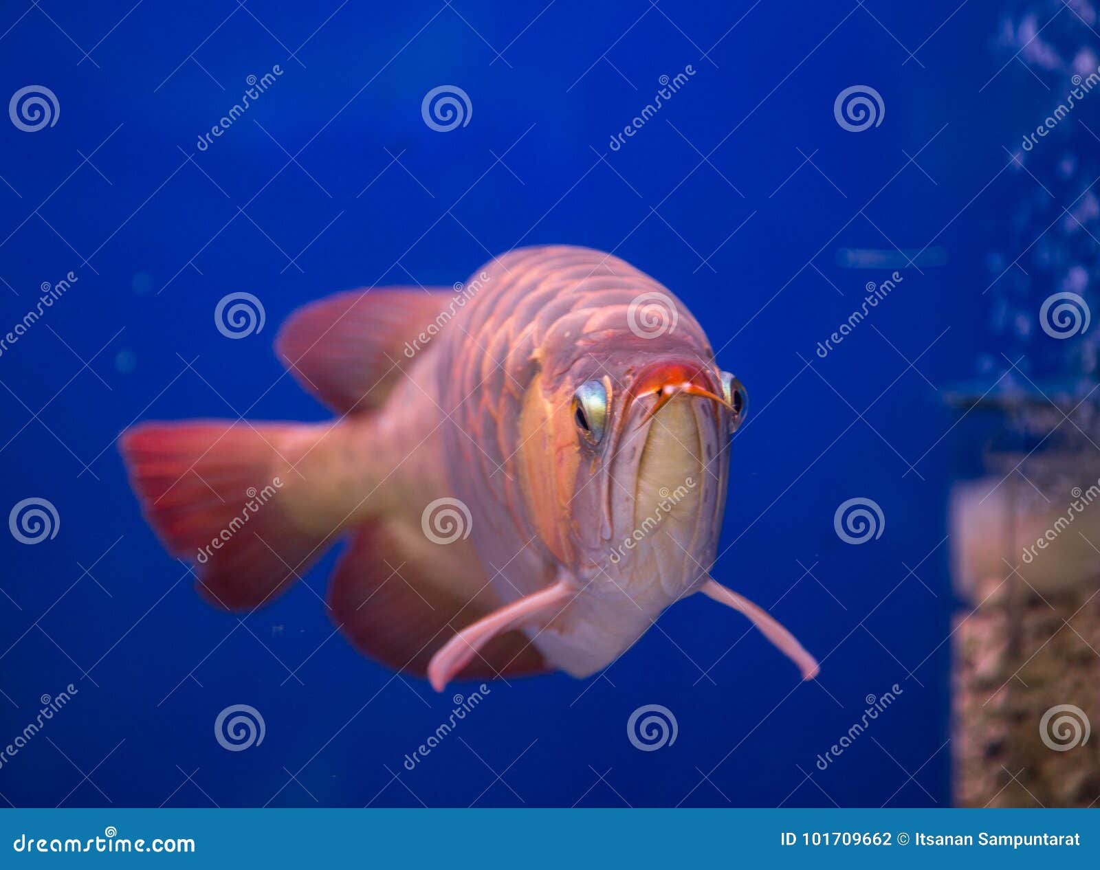 331 Asian Arowana Fish Stock Photos - Free & Royalty-Free Stock Photos ...