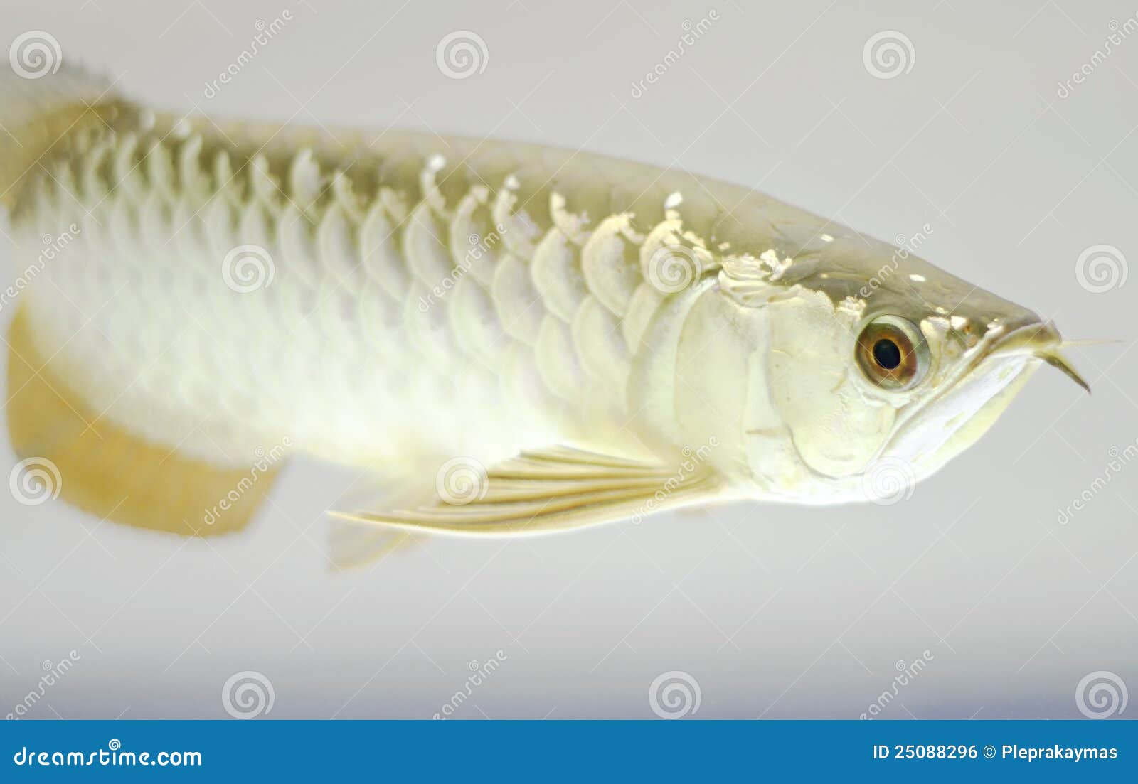 Asian Arowana Fish Royalty-Free Stock Image | CartoonDealer.com #25088296