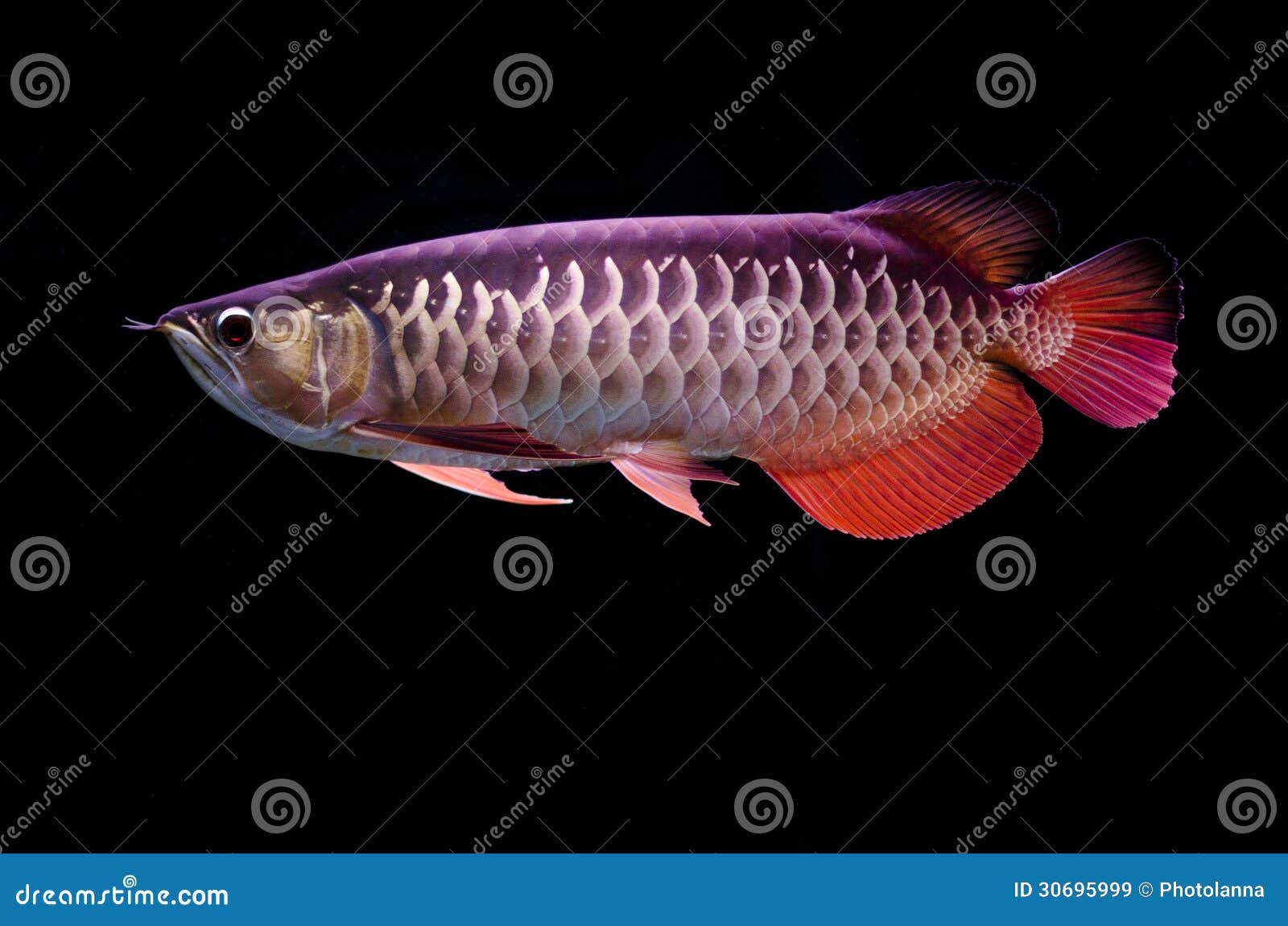 Black Arowana
