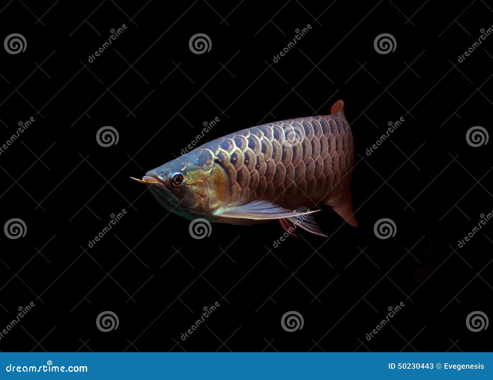 The Asian Arowana, Asian Bonytongue, Golden Arowana, Golden Dragon Fish ...