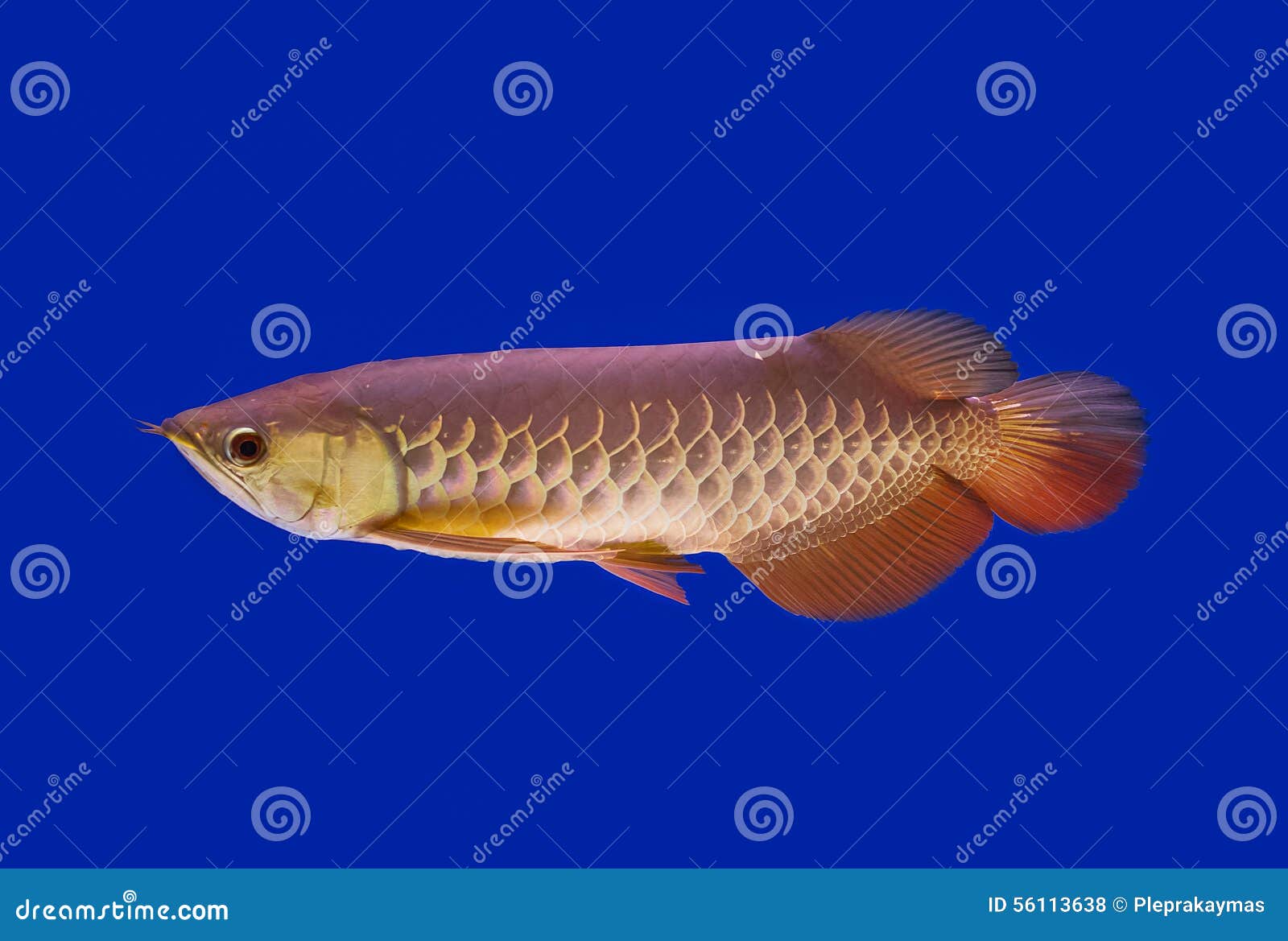 Asian Arowana Fish,dragon Fish Stock Photo - Image of background ...