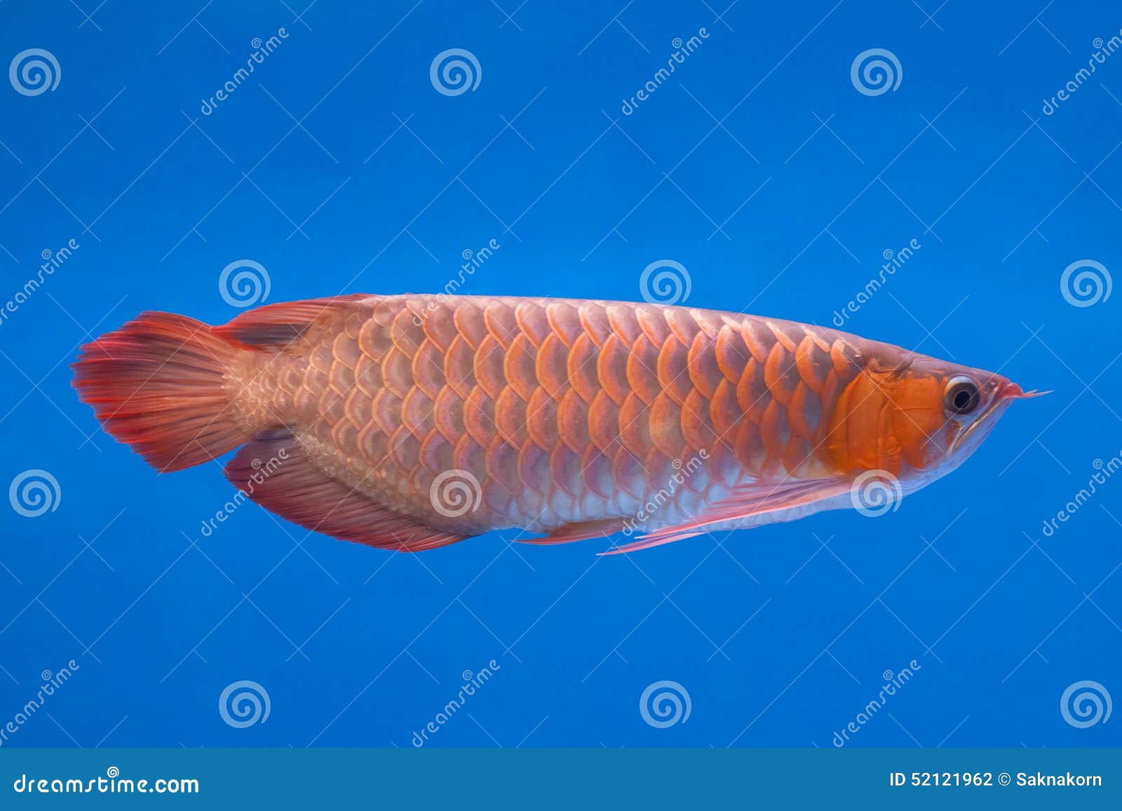 Asian Arowana Red fish stock photo. Image of oriental - 52121962