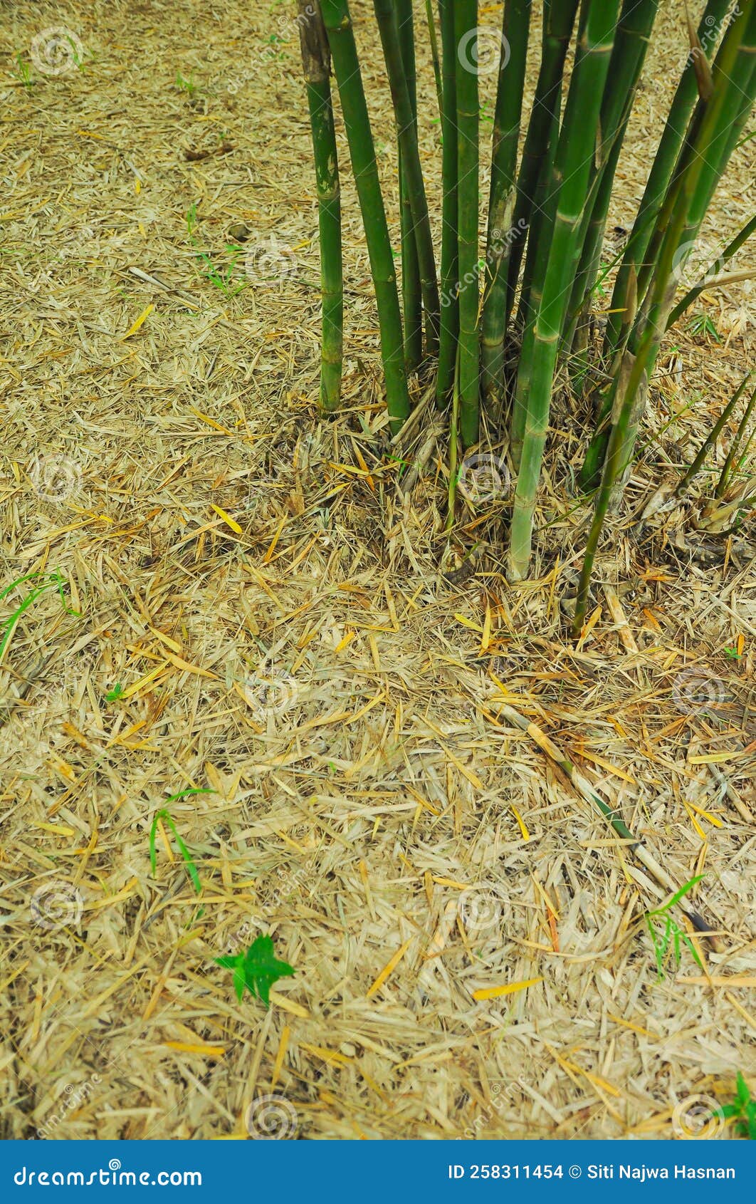 Asian Bamboo forest. stock photo. Image of leaf, isolated - 258311454