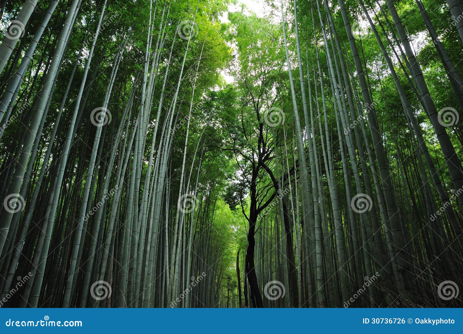 Asian Bamboo Forest stock photo. Image of landscape, green - 30736726