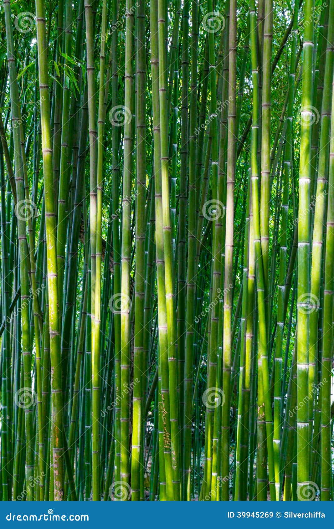 Asian bamboo forest stock image. Image of biological - 39945269