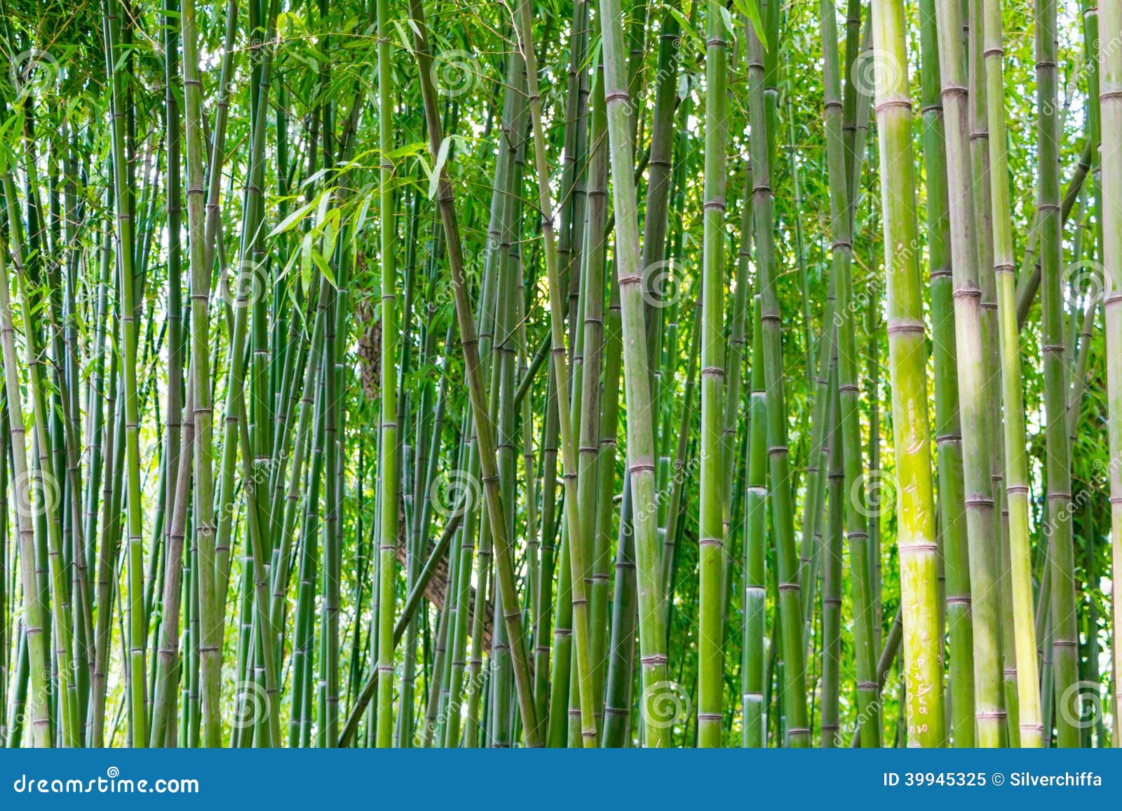 Asian bamboo forest stock image. Image of biological - 39945325