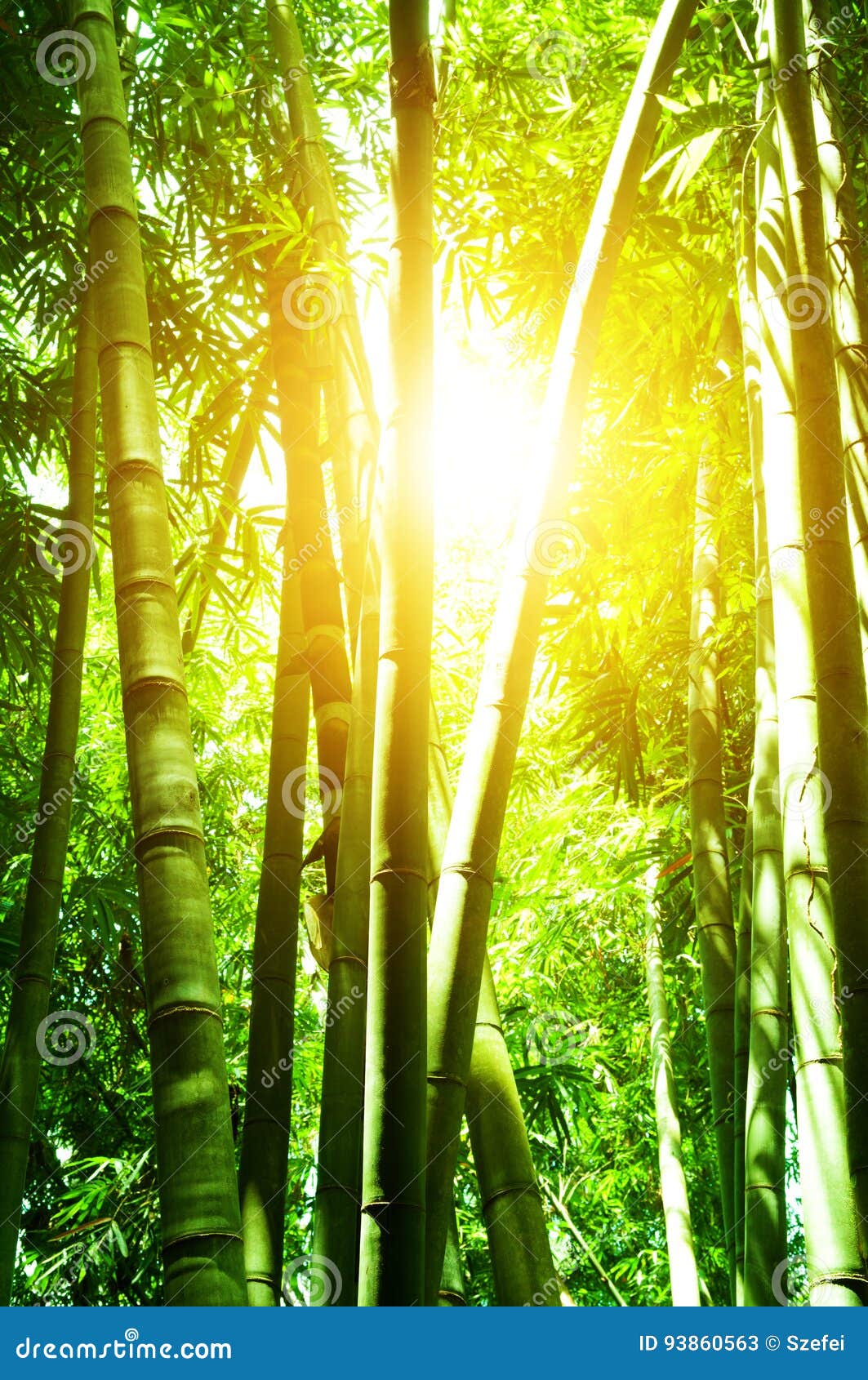 Asian Bamboo Forest and Sun Flare Stock Image - Image of abstract ...
