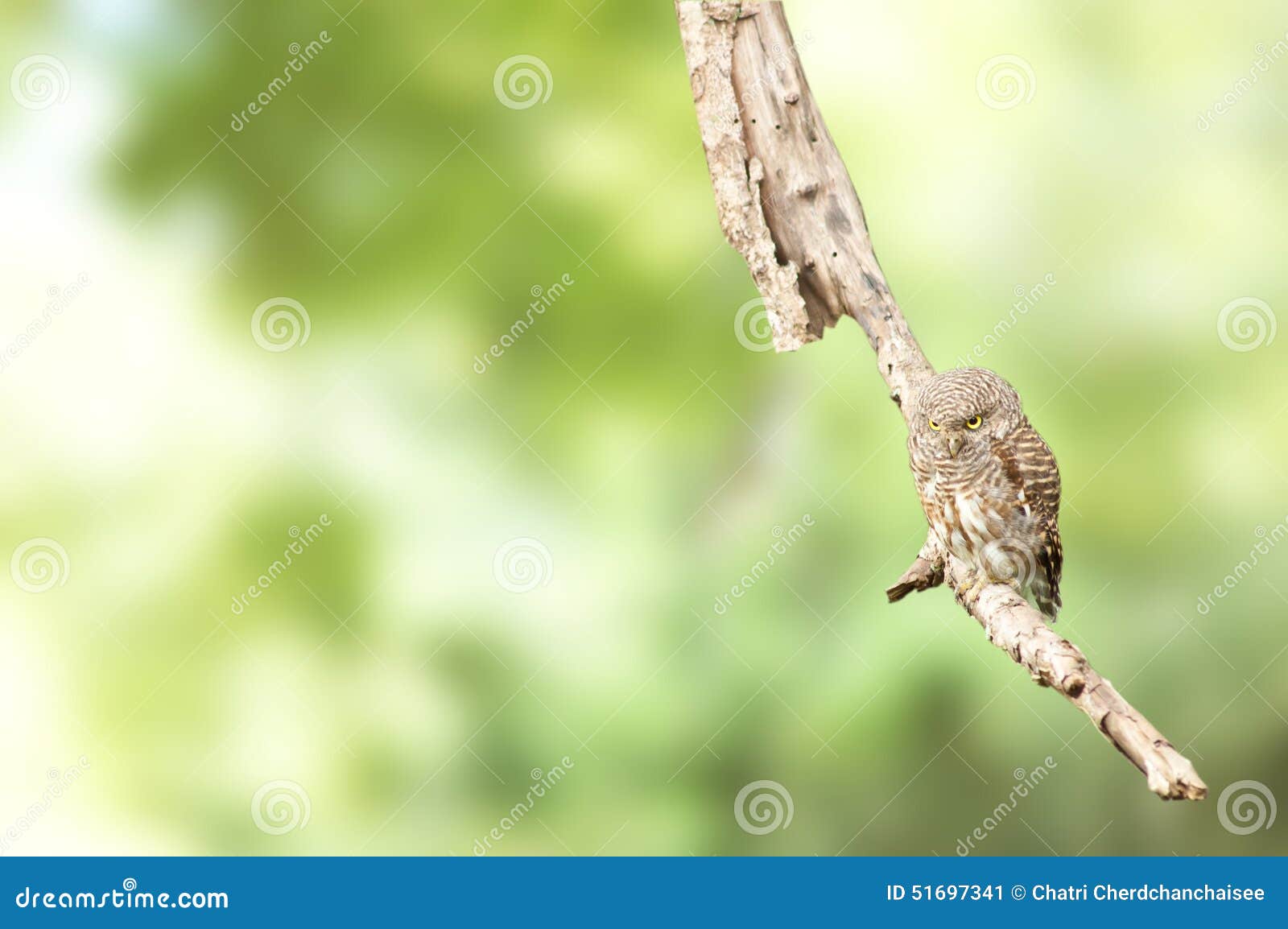 Asian Barred Owlet (Glaucidium Cuculoides) Stock Image - Image of ...