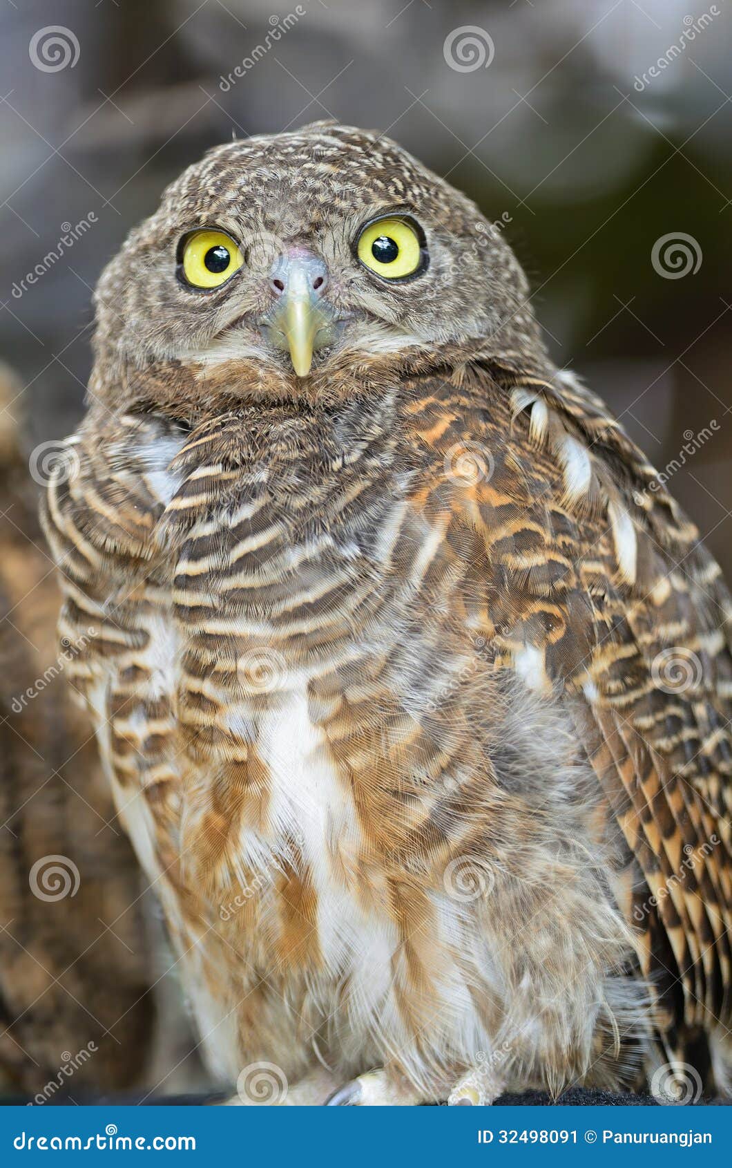 Asian Barred Owlet stock image. Image of wing, asia, camouflage - 32498091