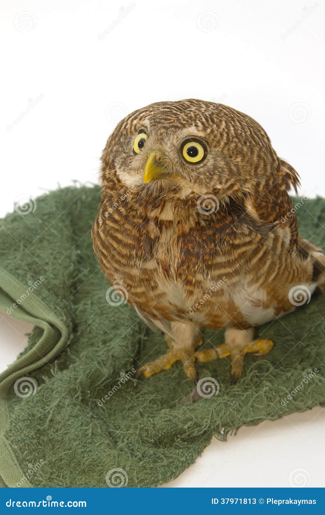 Asian Barred Owlet (Glaucidium Cuculoides) Stock Image - Image of bird ...