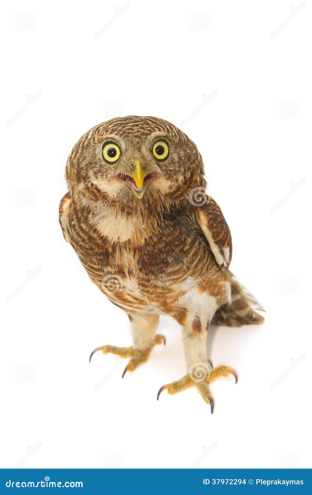 Asian Barred Owlet (Glaucidium Cuculoides) Stock Photo - Image of asia ...